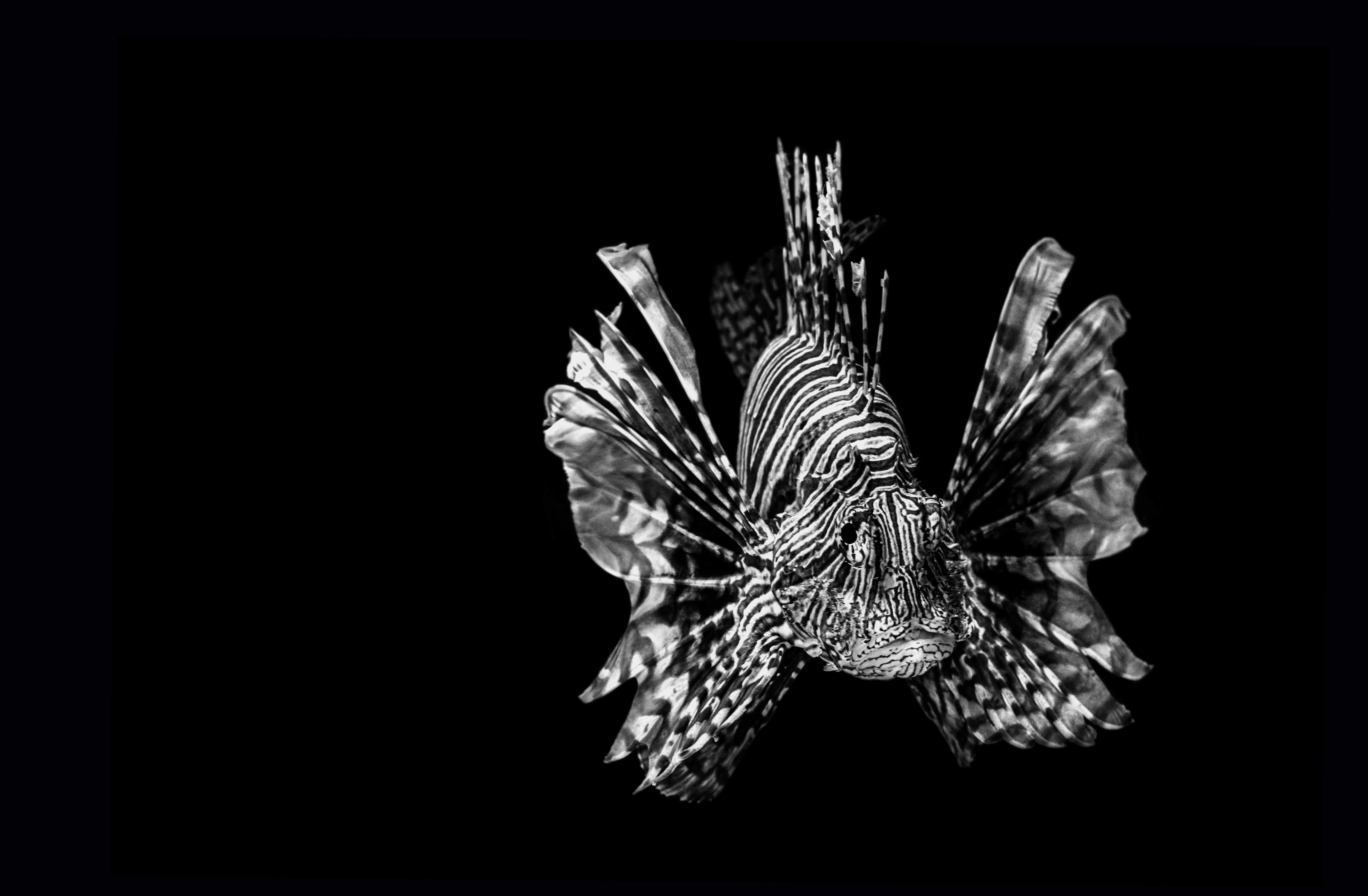 Lionfish gracefully gliding through dark waters, showcasing its intricate fin patterns and striking features.