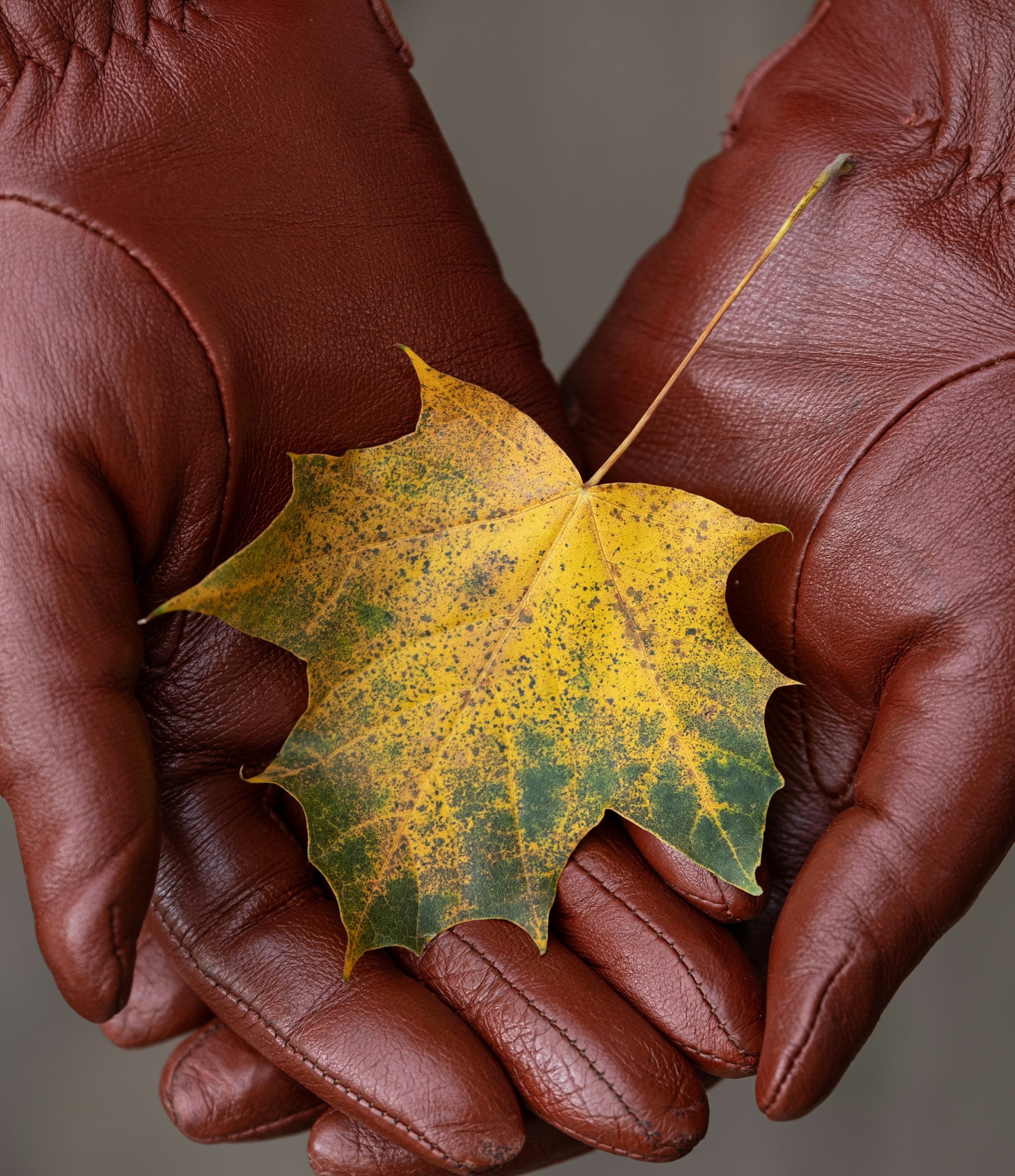 Autumn Leaf Cradled in Warm Leather Hands
