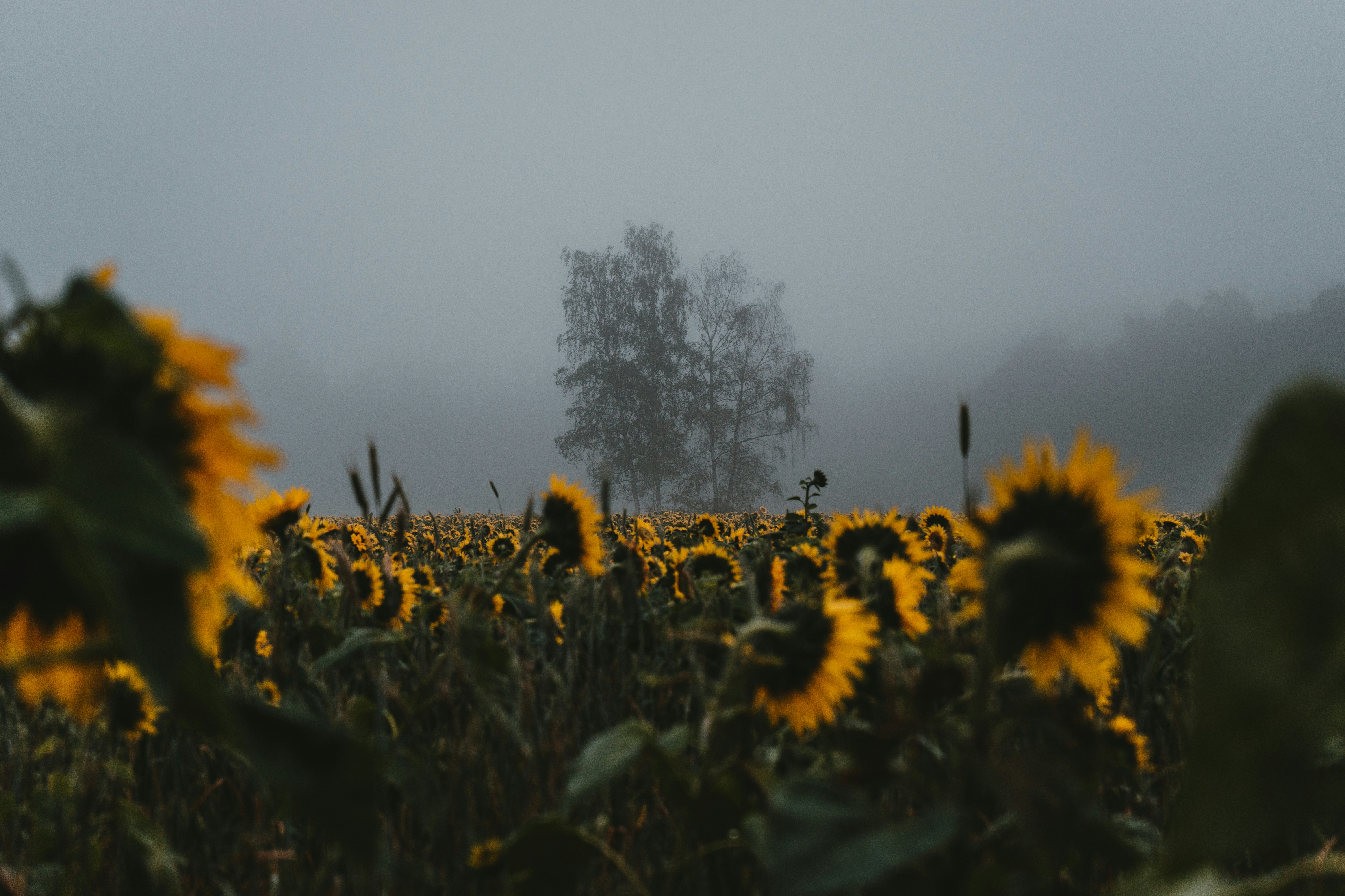 Sunflower Field in Mist: Golden Heads Against Dawn's Veil