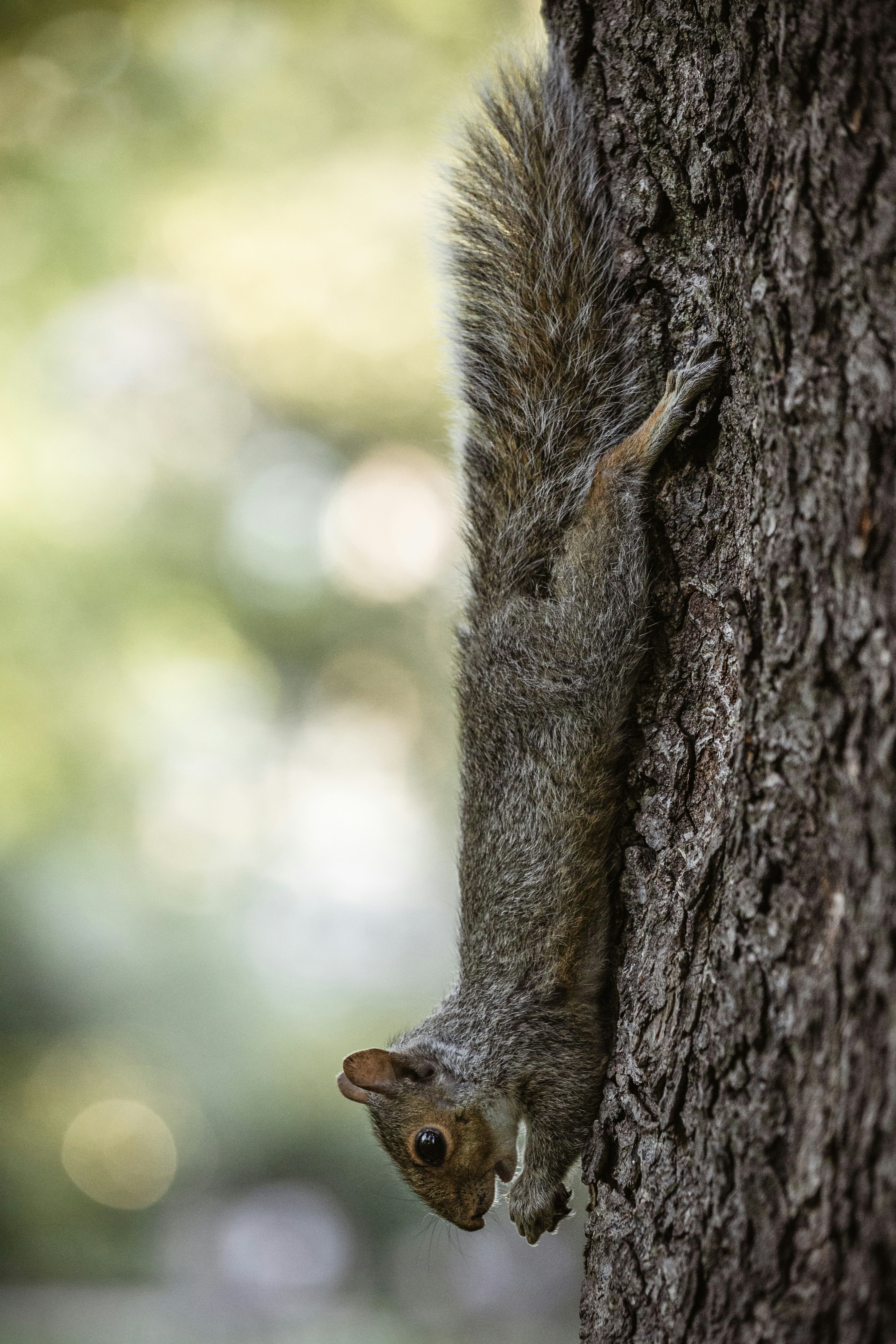 A squirrel clinging to the side of a tree, showcasing its agility and playful demeanor against a blurred natural backdrop.