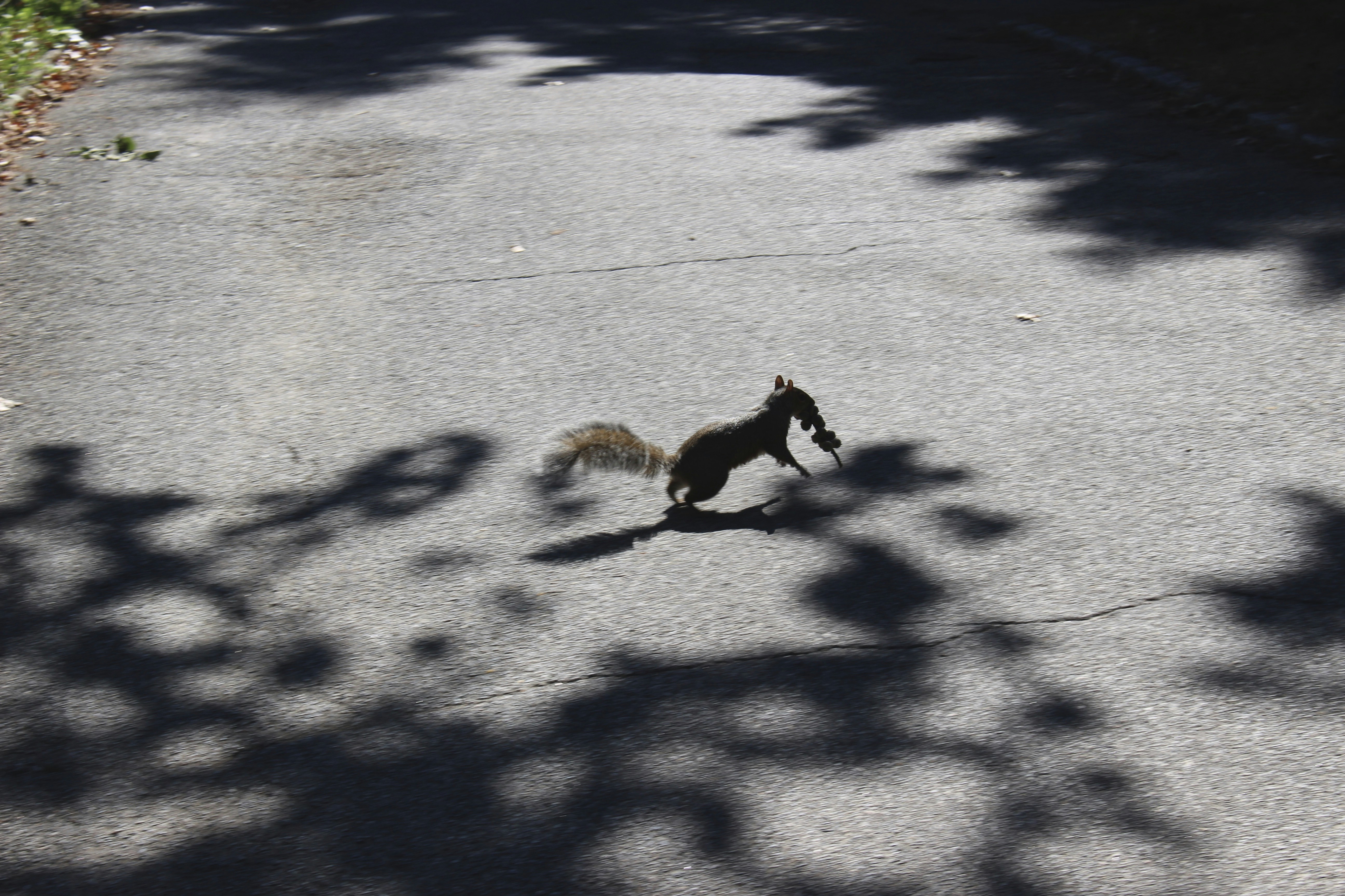 Rodent running on road during day photo – Free Grey Image on Unsplash