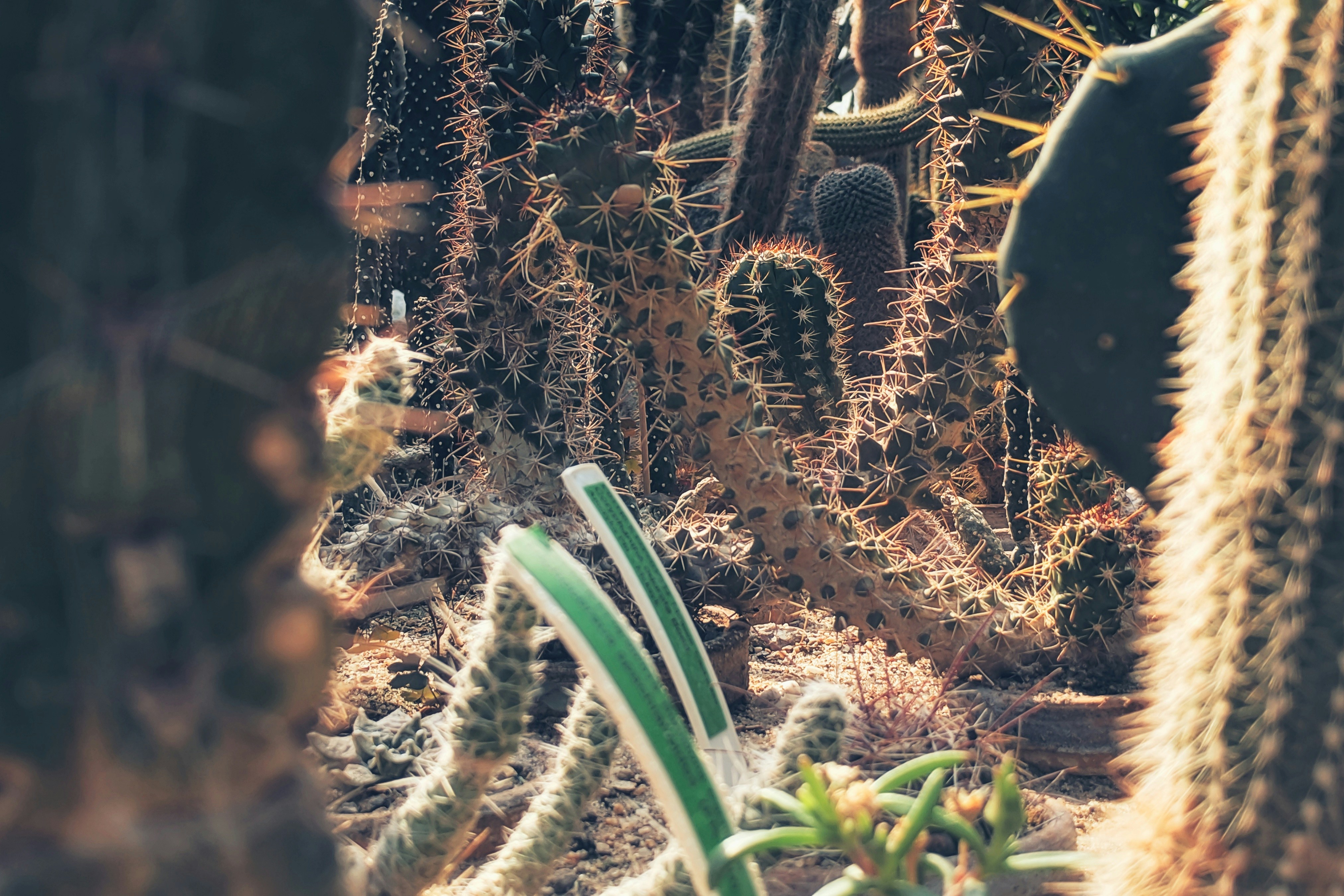 Sunlit cacti with sharp spines surrounded by lush greenery in a garden setting.