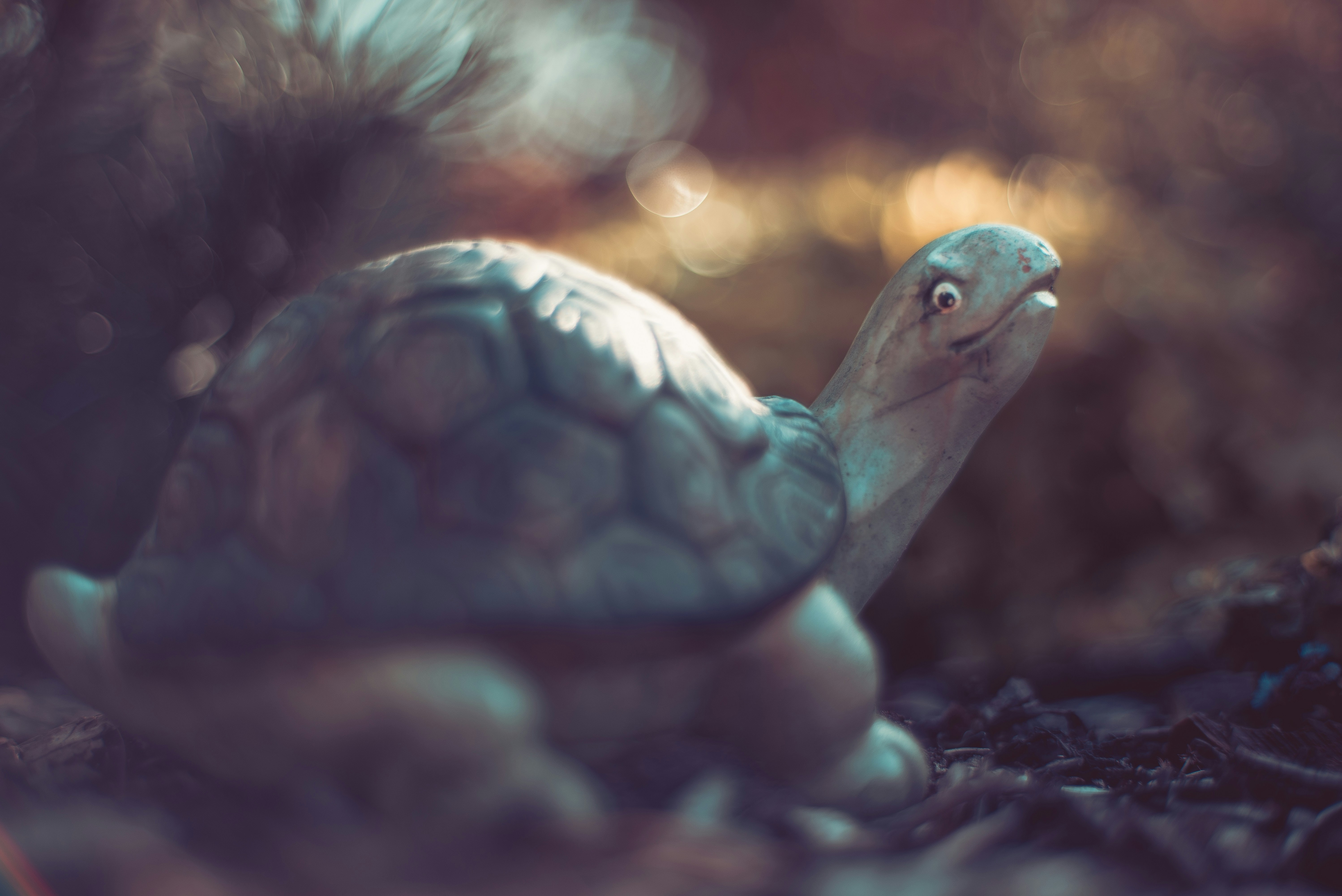 Velvet Bokeh, Quiet Gaze: Macro Portrait of a Turtle
