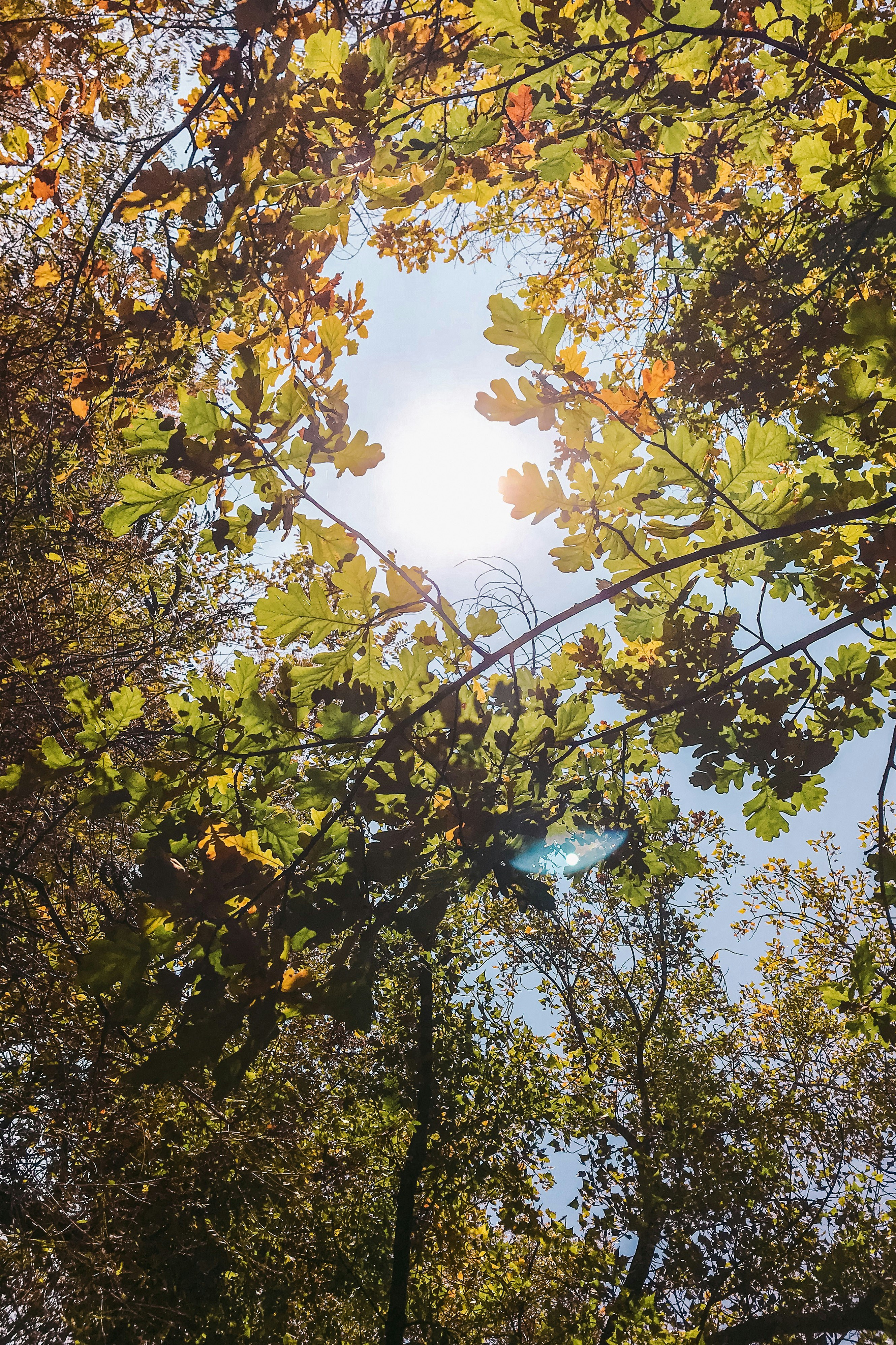 green-leafed tree