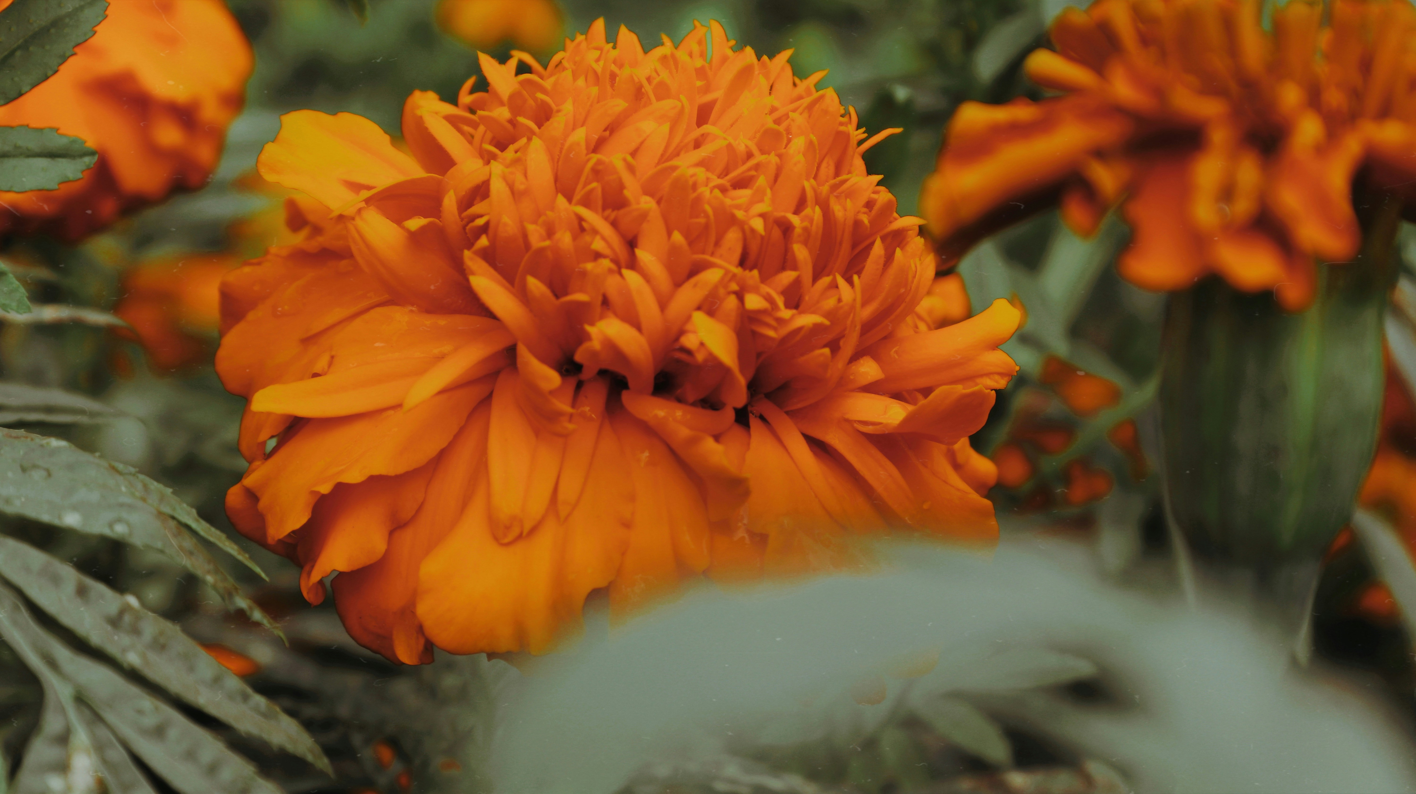 Close-up of a vibrant orange marigold flower surrounded by lush green foliage, showcasing its intricate petal structure.