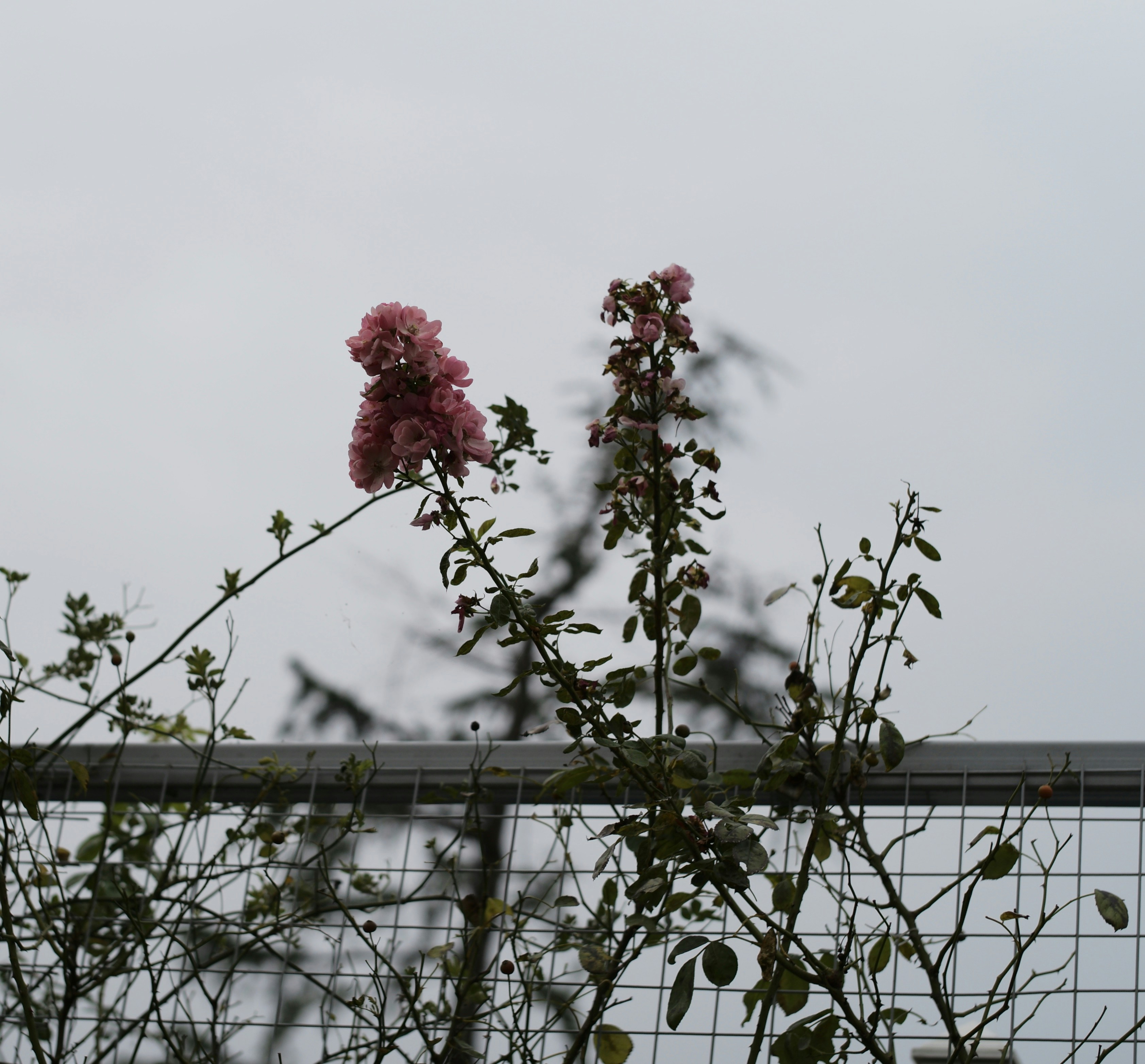 Rosy climbers along a quiet wire fence