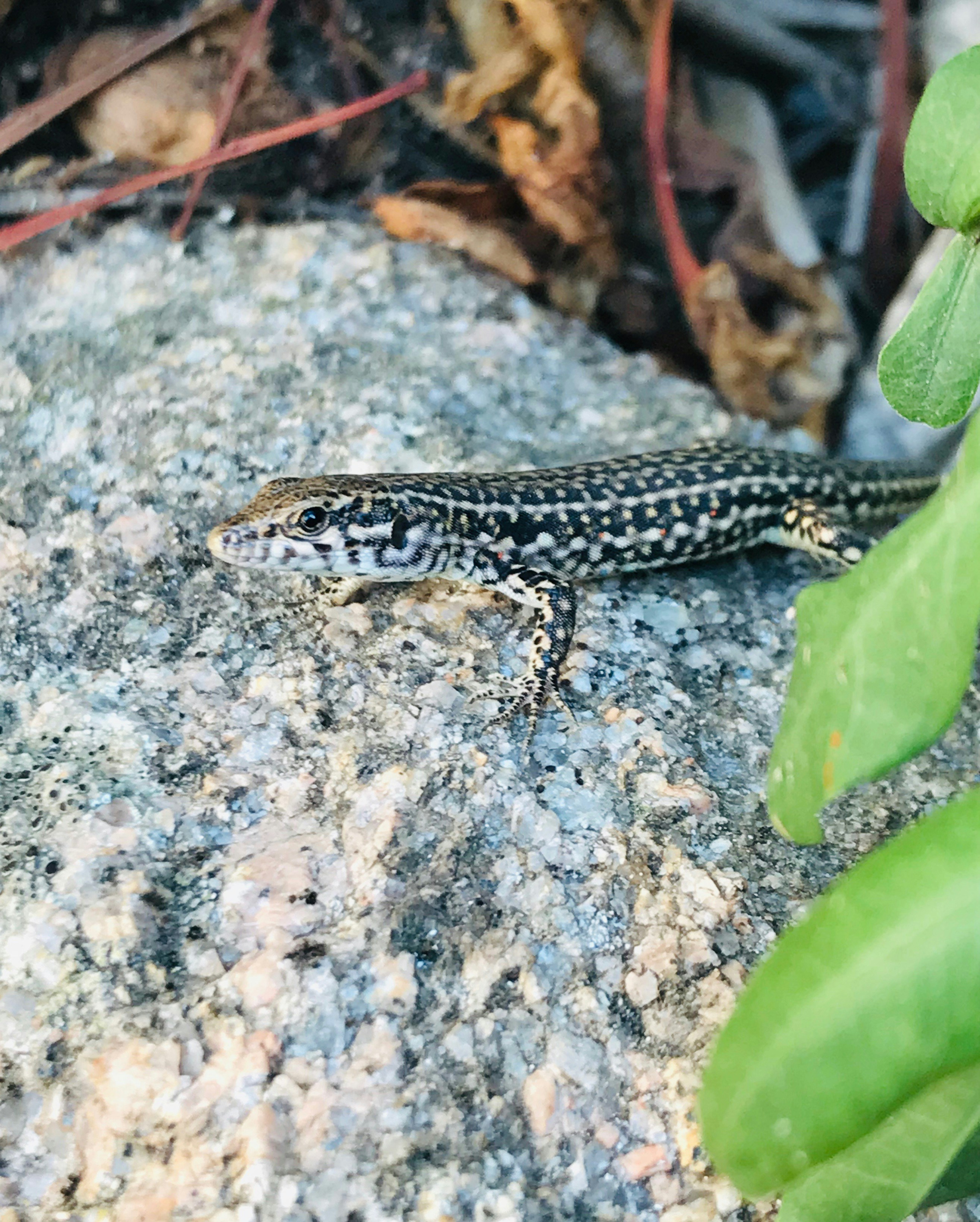 Rock-dwelling Lizard Perched on Sunlit Gravel