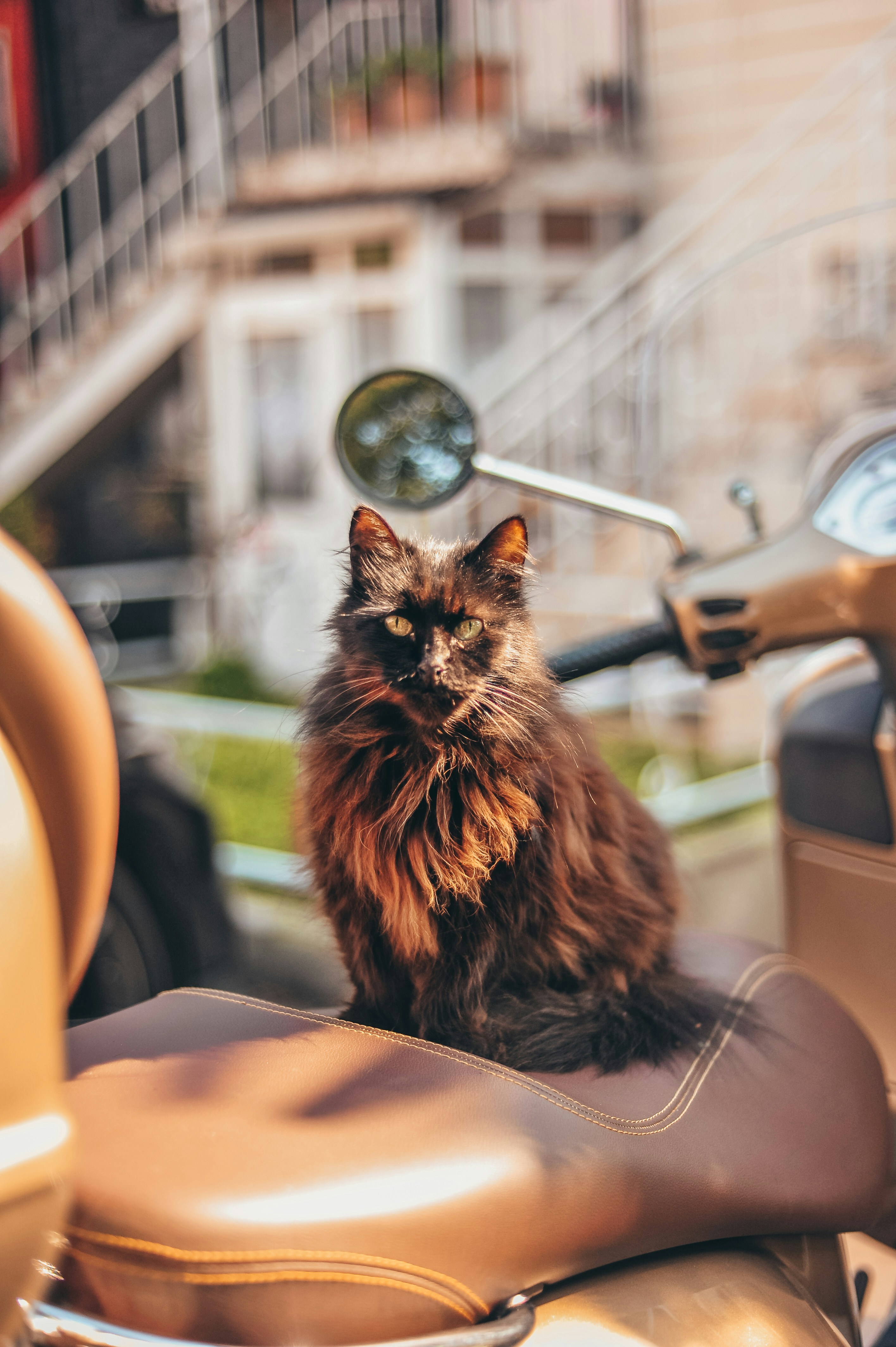 A black cat with striking green eyes sits confidently on the seat of a scooter, surrounded by a softly blurred urban backdrop.