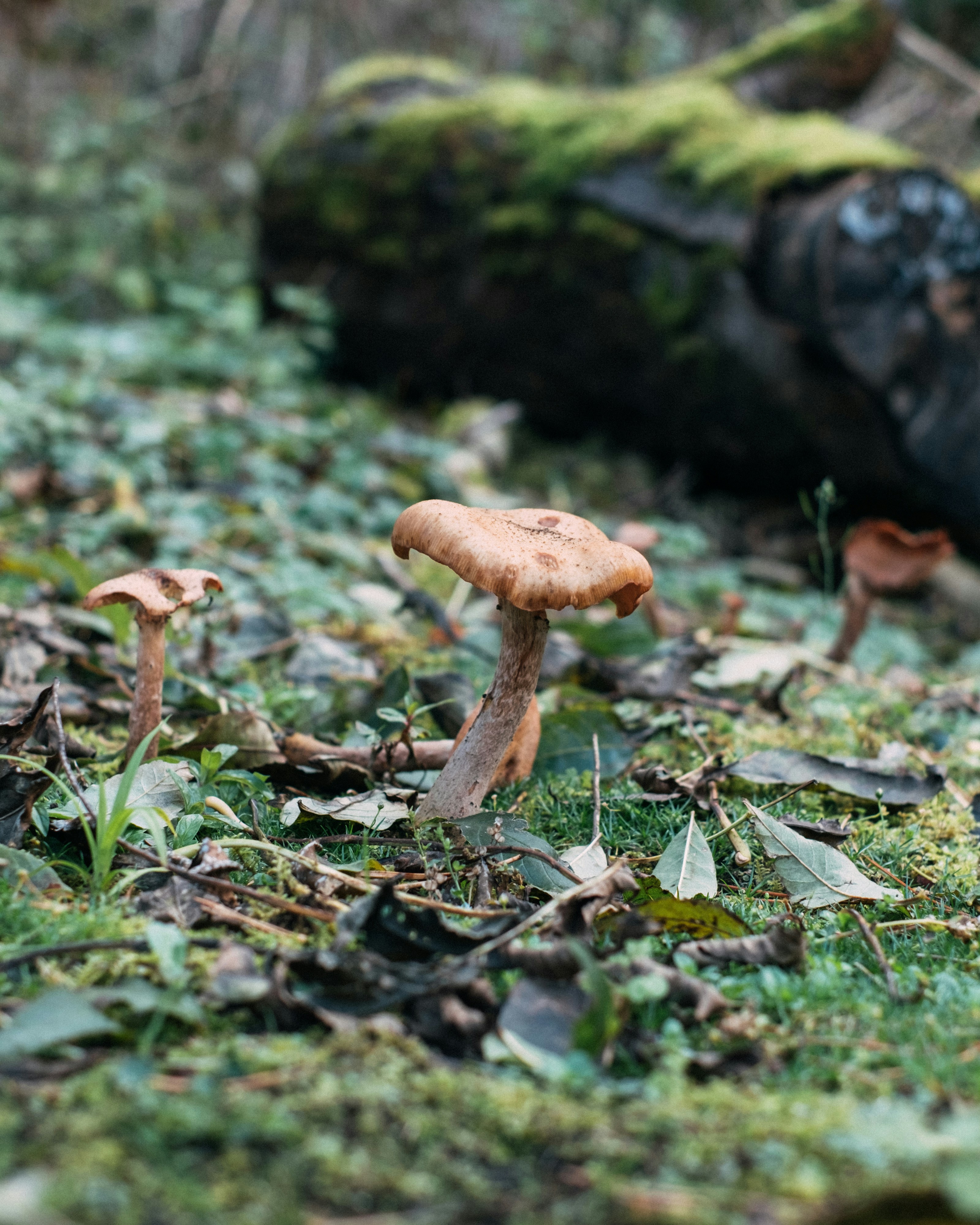 brown and white mushroomSimon Moore