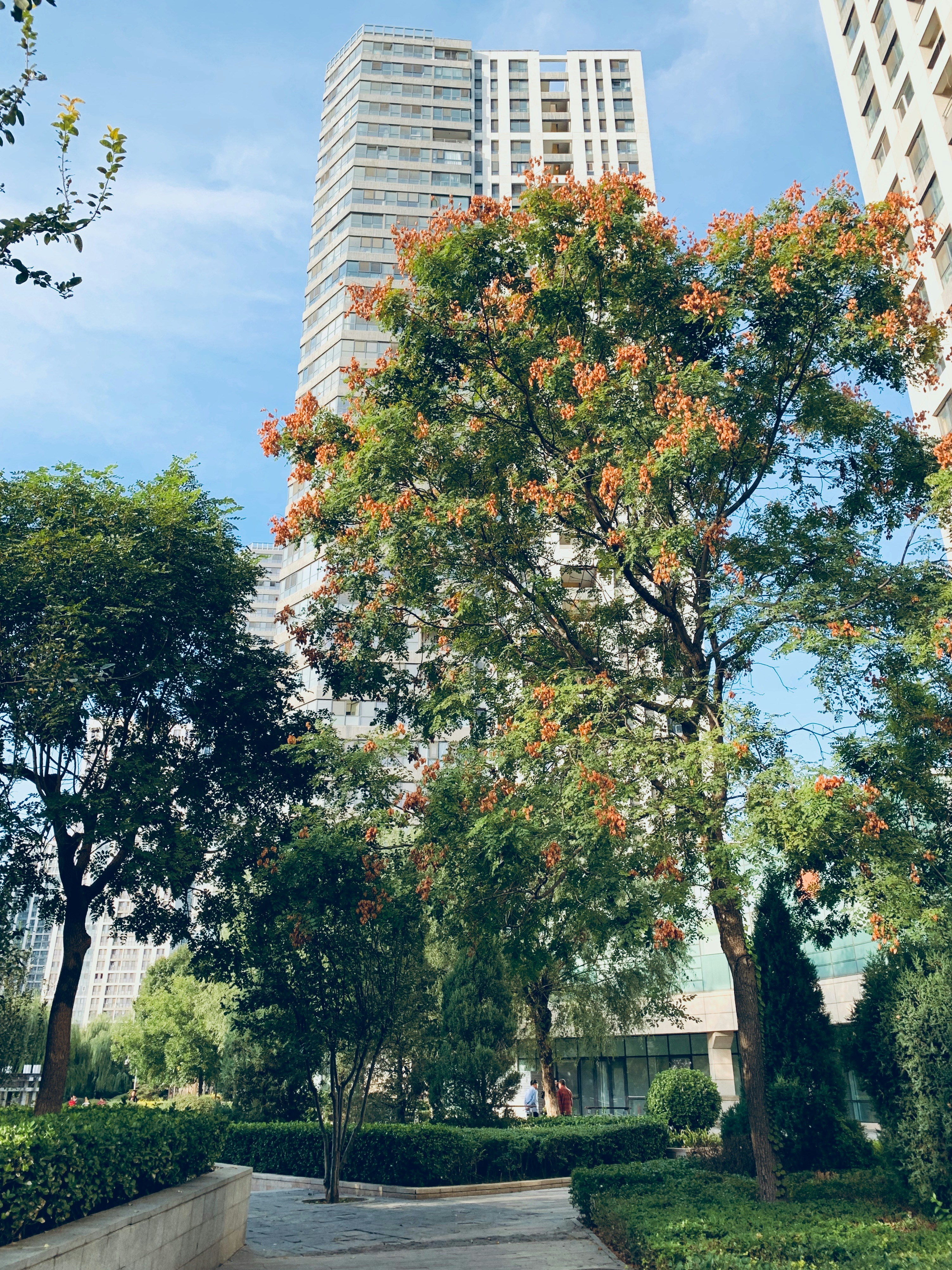 green-leafed plants in front of white building