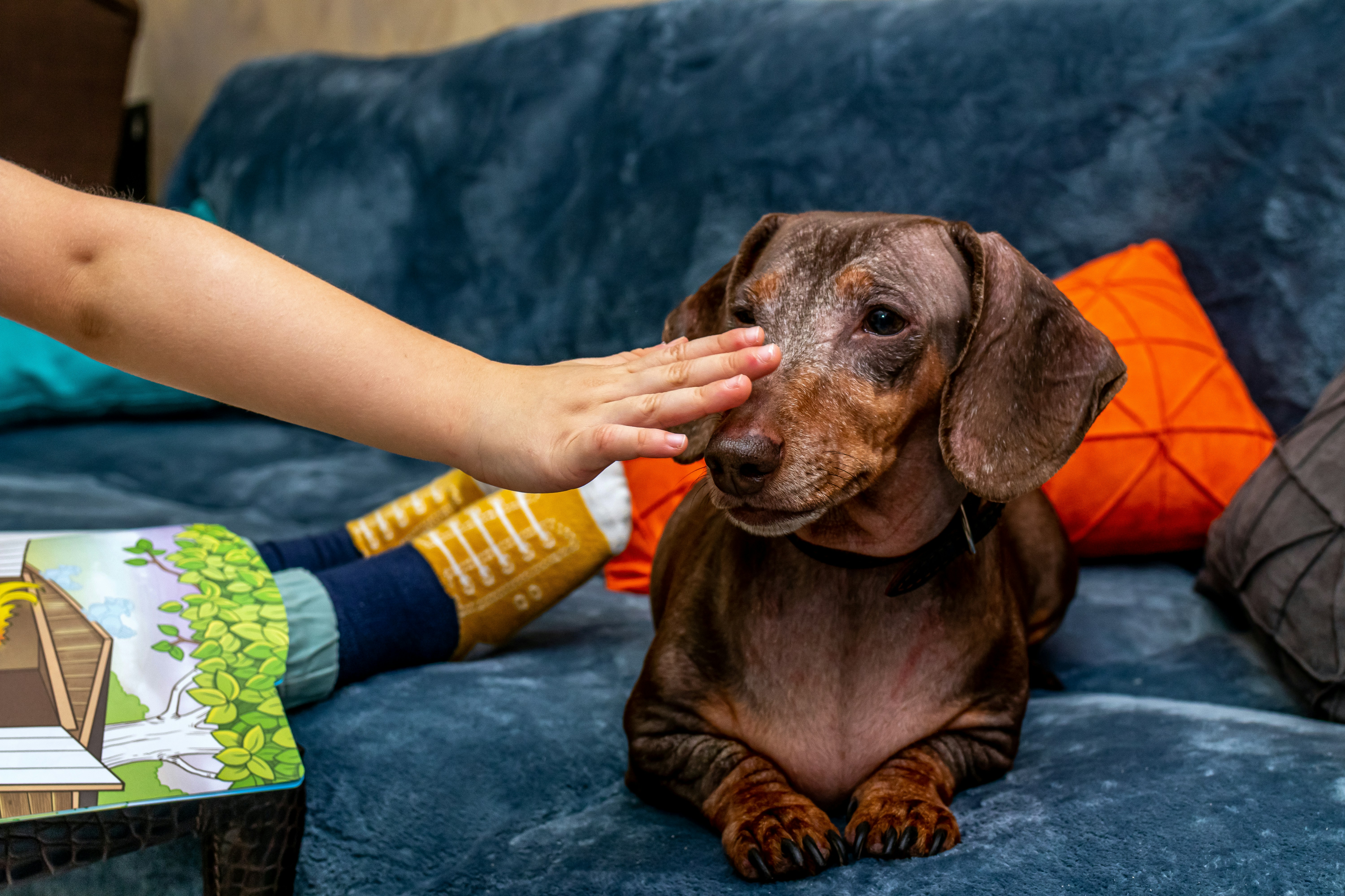 Quiet Pat, Bright Eyes: A Dachshund's Moment on a Velvet Blue Couch