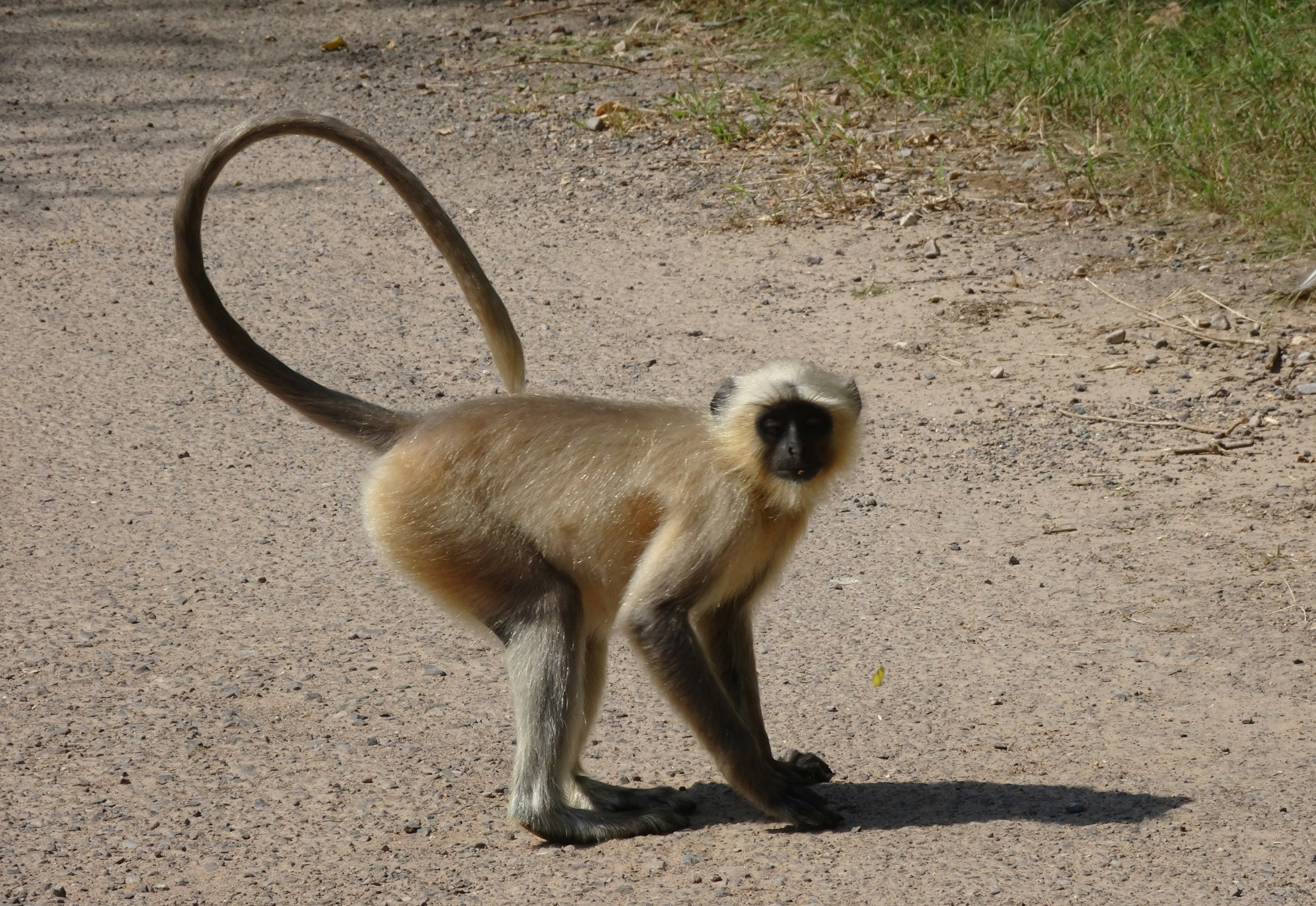 Photograph of a brown monkey on a sunlit dusty path, its long tail looping behind. The image captures a quiet, natural moment in the open terrain.