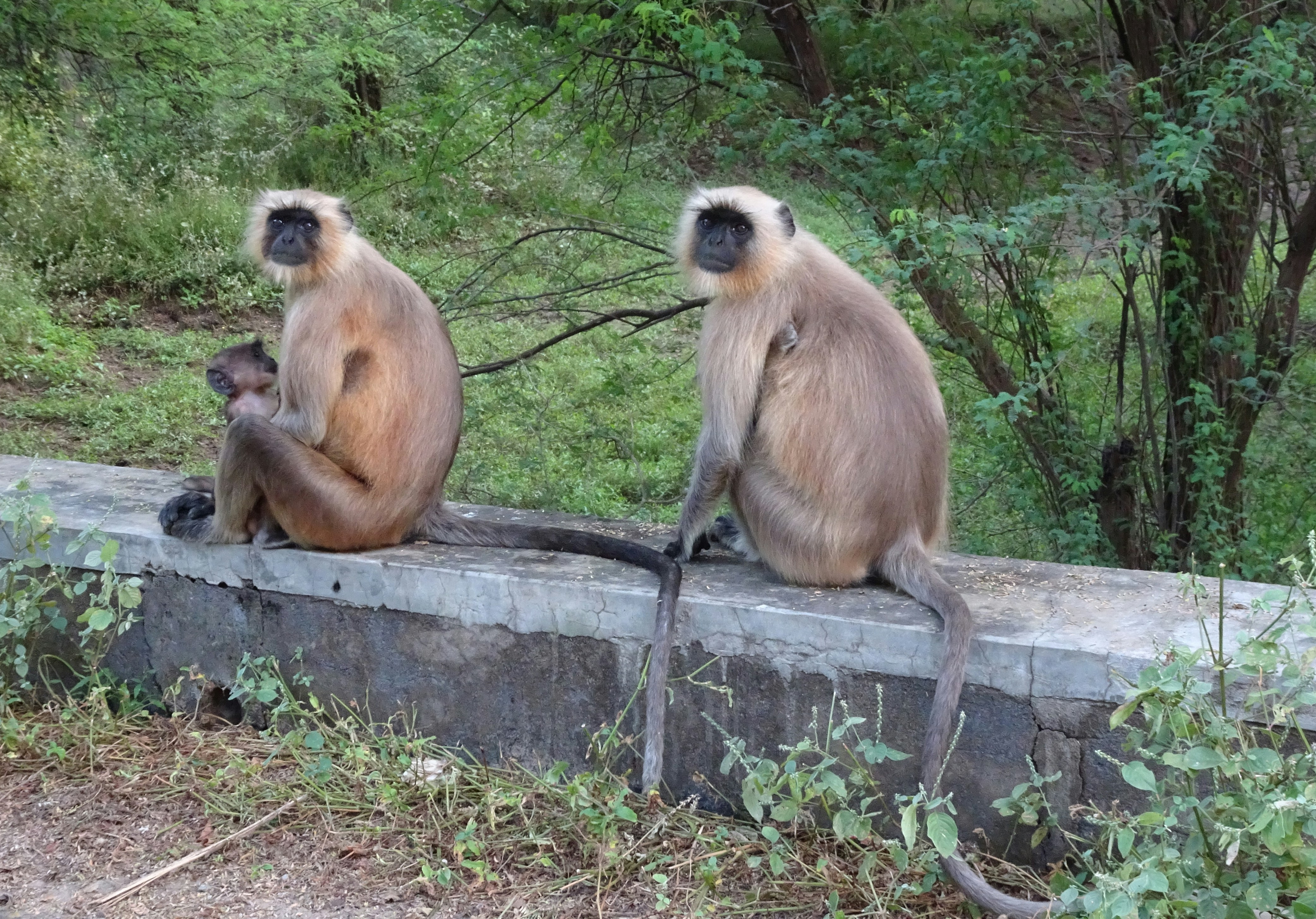 Two brown-and-gray monkeys photo – Free Animal Image on Unsplash