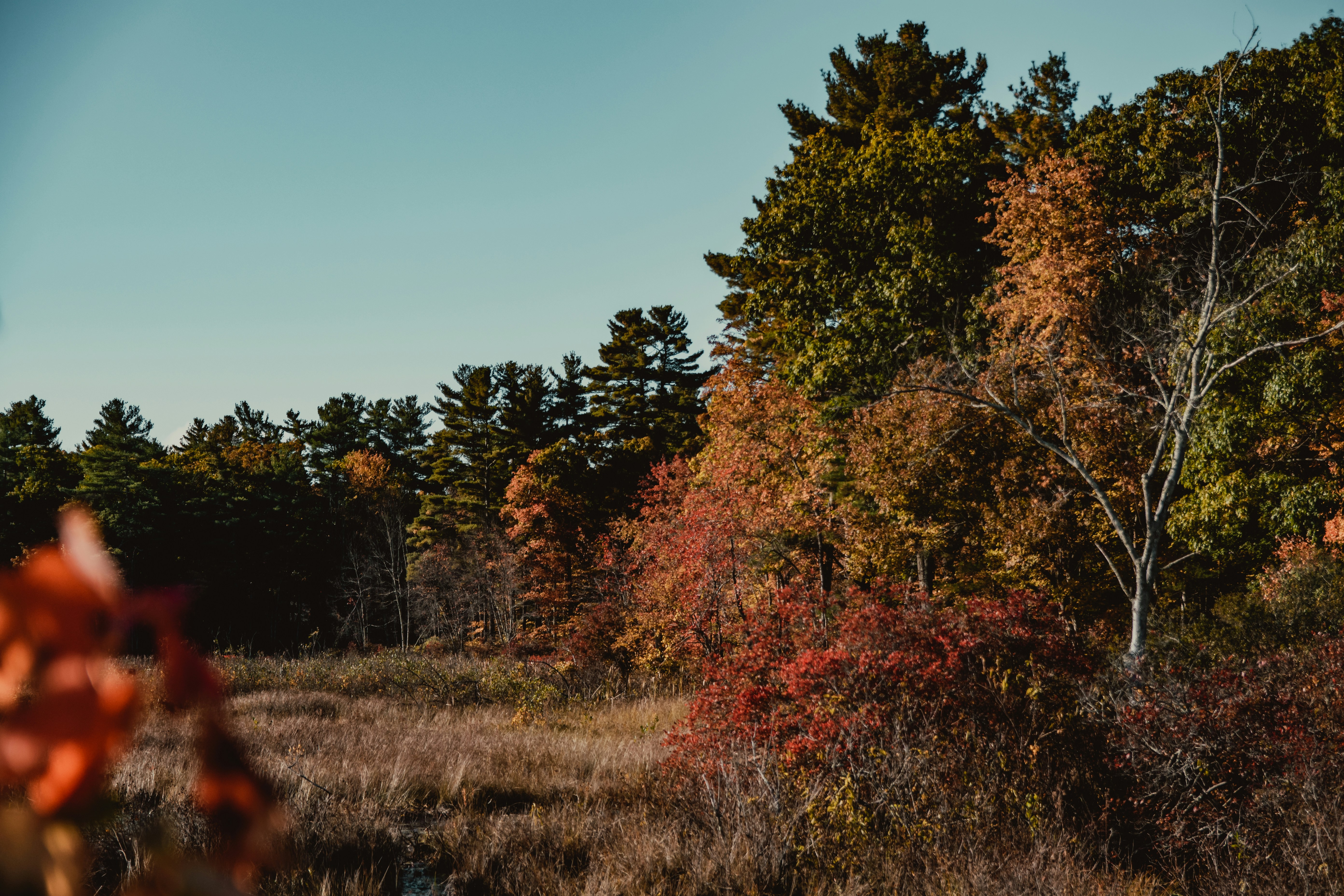 Cluster of trees displaying vibrant fall foliage under a clear sky.