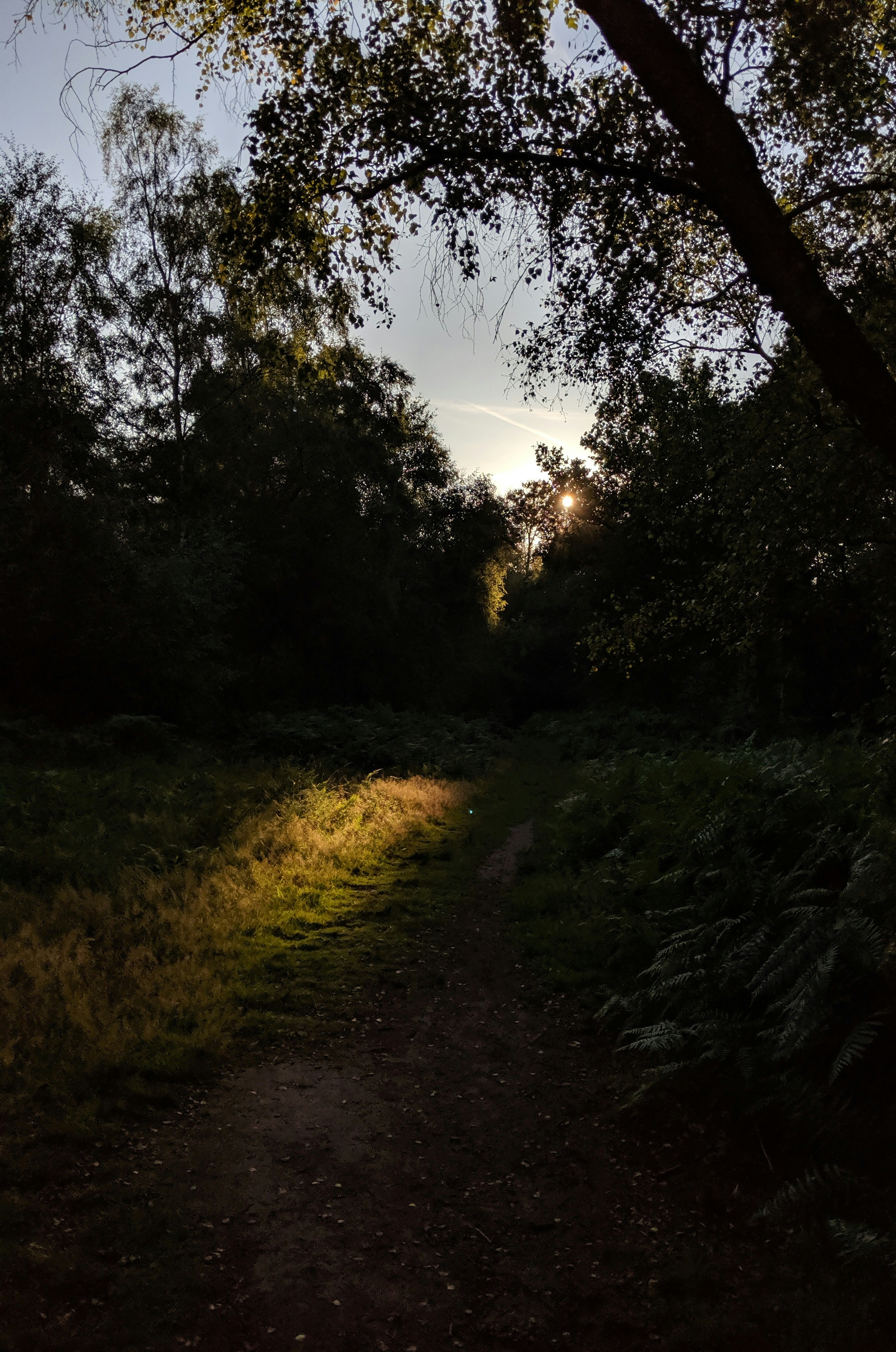 Last light on the Common through the trees, Puttenham Common, UK