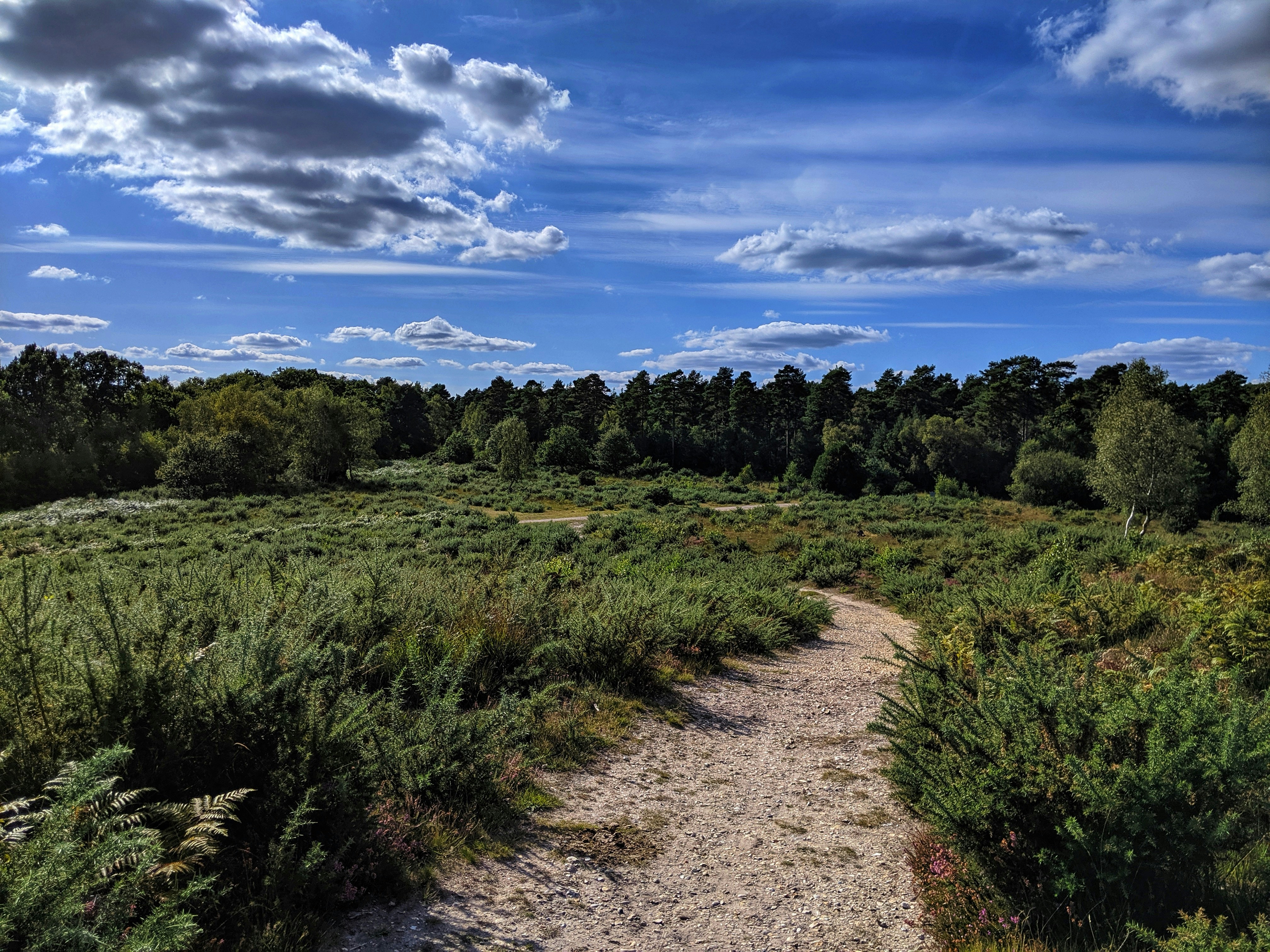 A winding dirt path meanders through a vibrant landscape of greenery under a bright blue sky dotted with fluffy clouds.