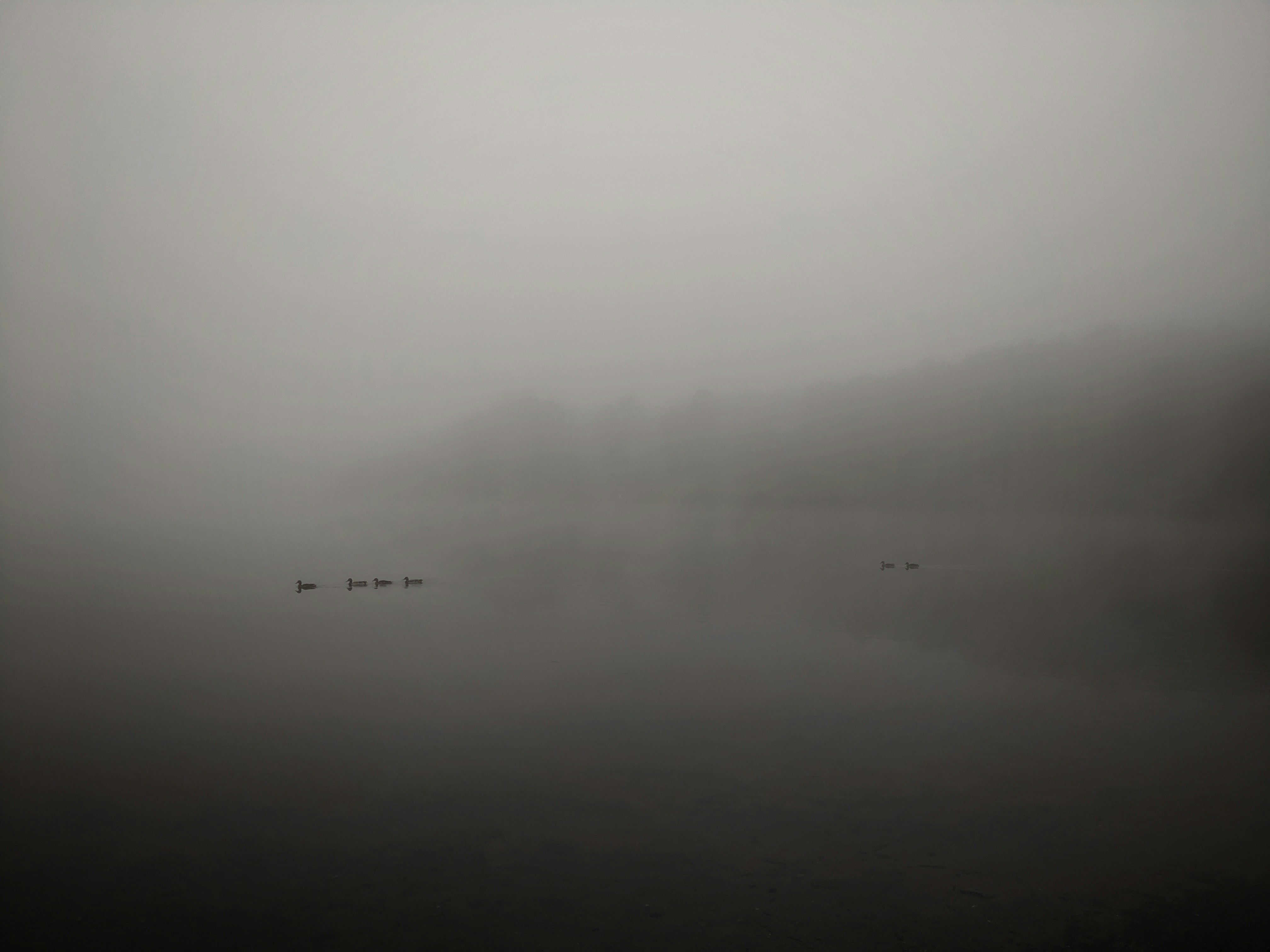 Grayscale photography of ducks on body of water photo – Free Grey Image ...