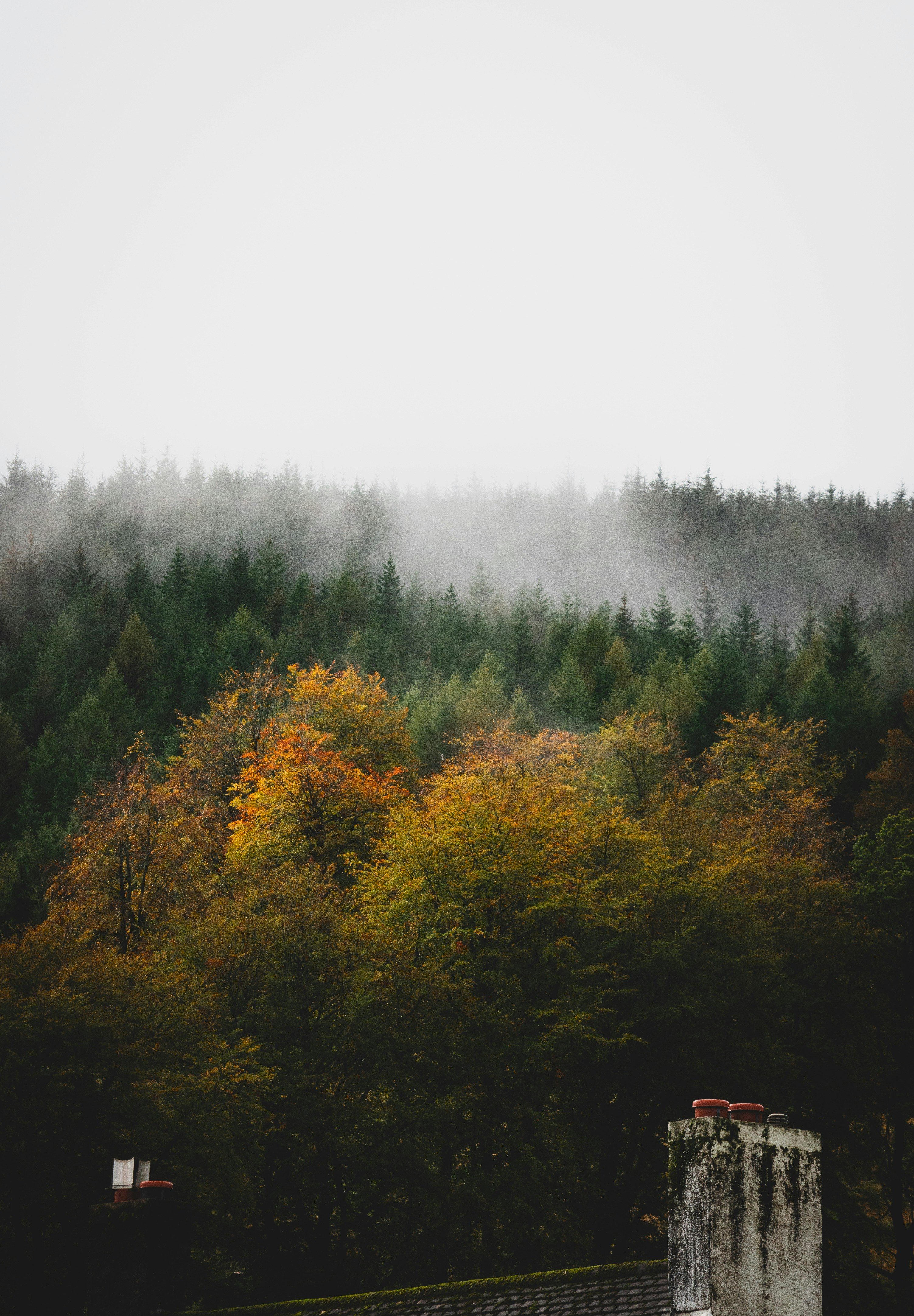 Vibrant autumn foliage contrasts with a misty forest backdrop, creating an atmospheric scene. The image captures the serene beauty of nature transitioning into fall.