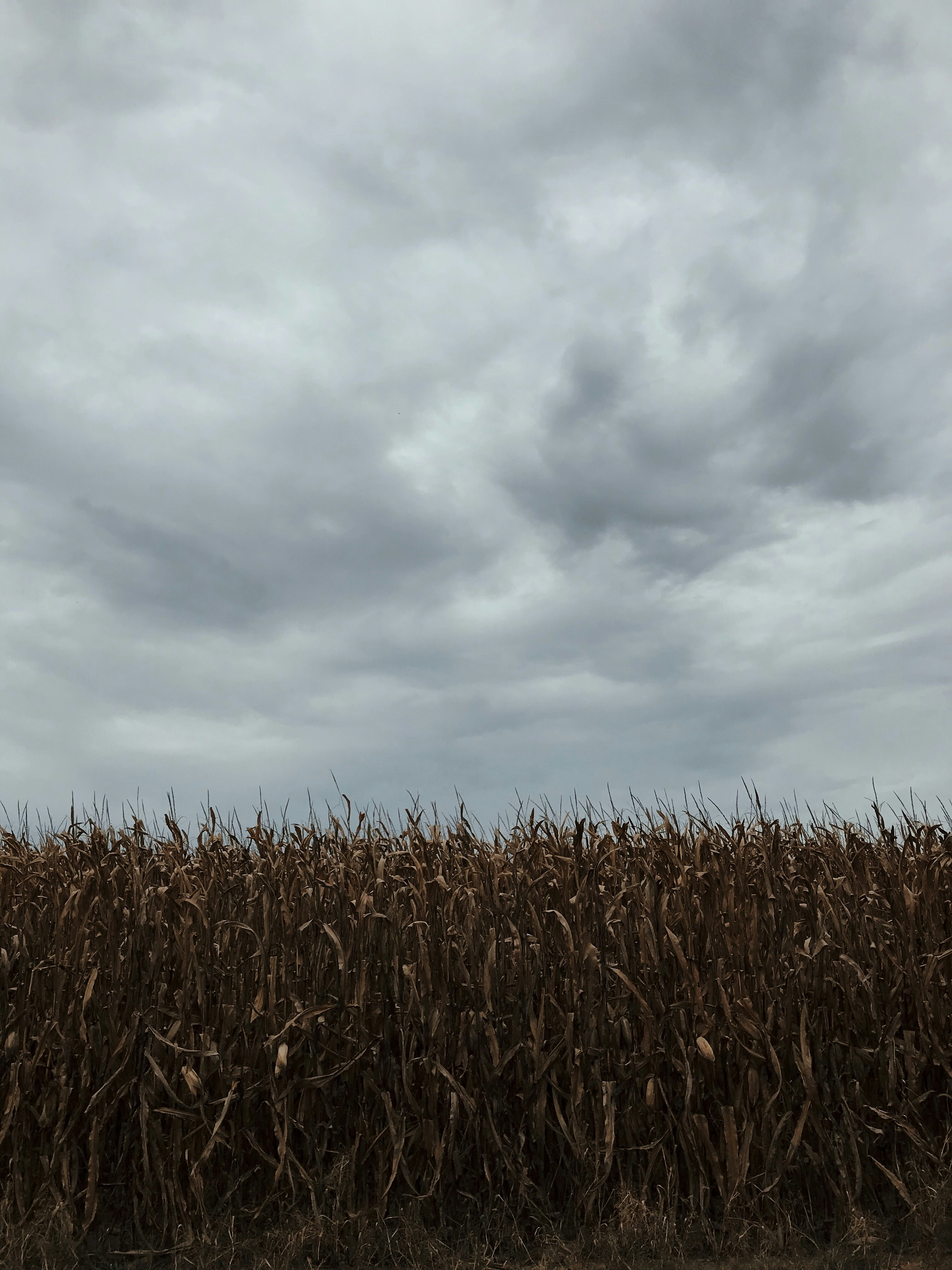 Brown corn field under white and gray sky during daytime photo – Free ...