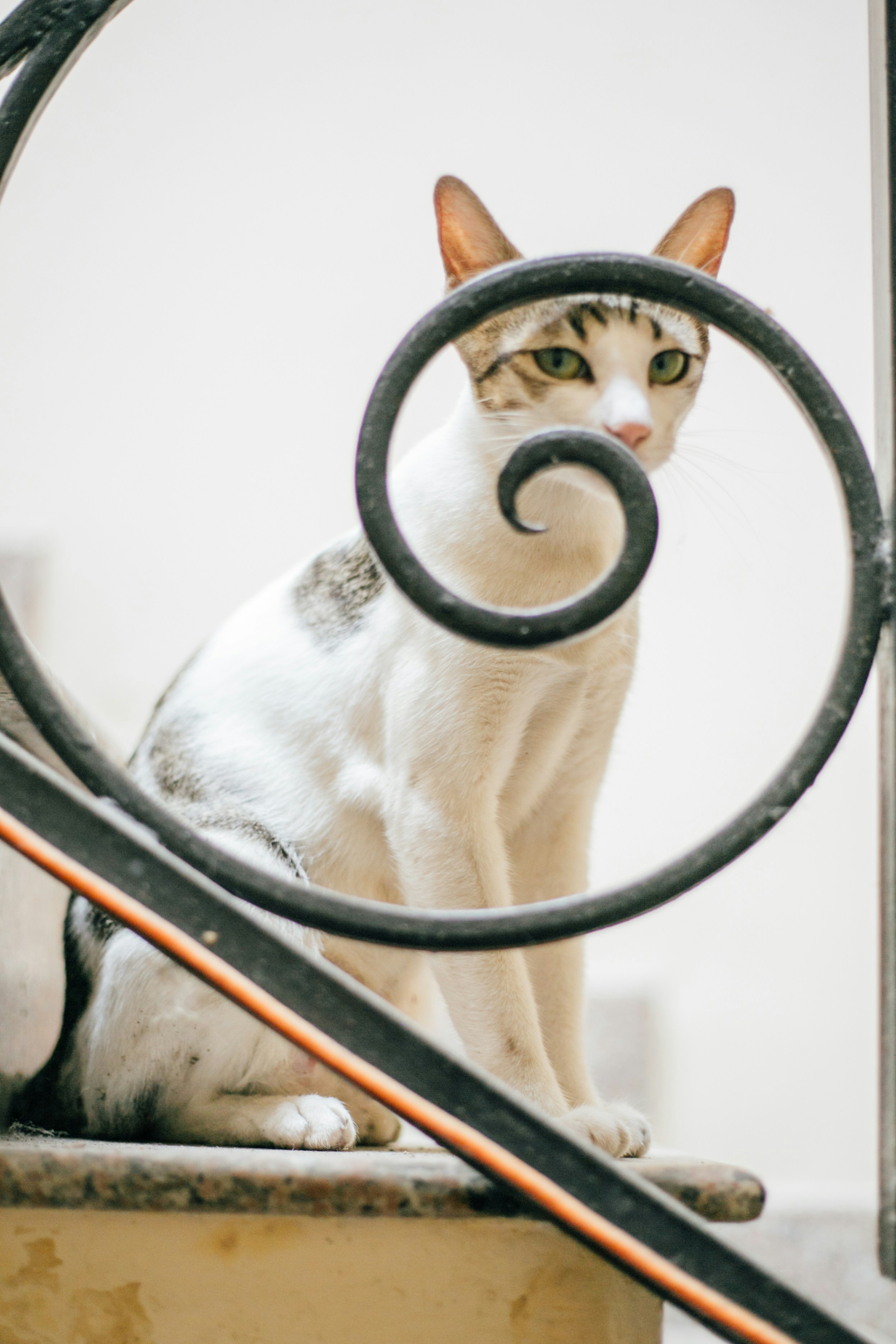 Whiskers Through the Spiral: a Cat Framed by Curling Ironwork on a Sunlit Ledge