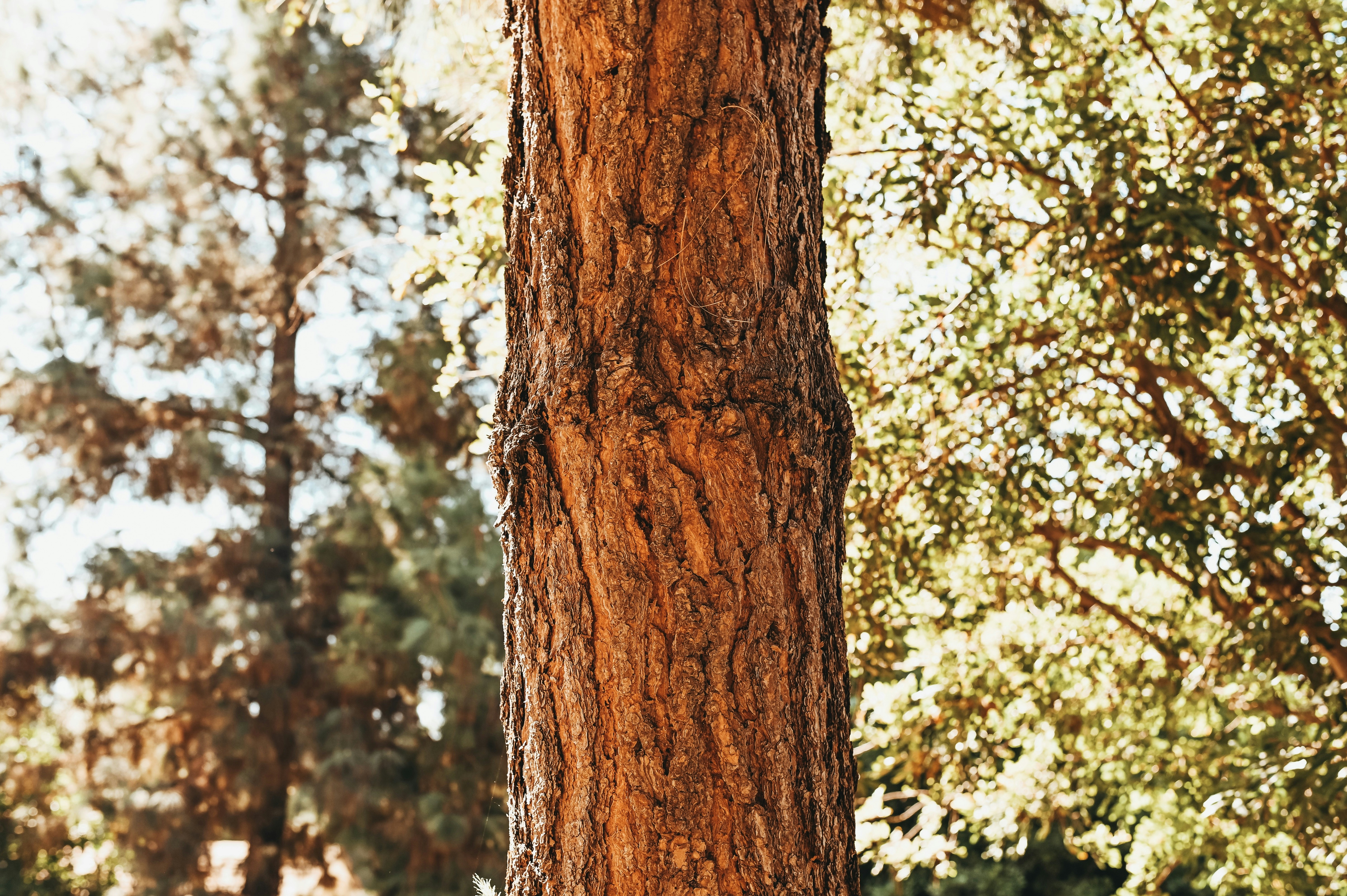 green leafed trees