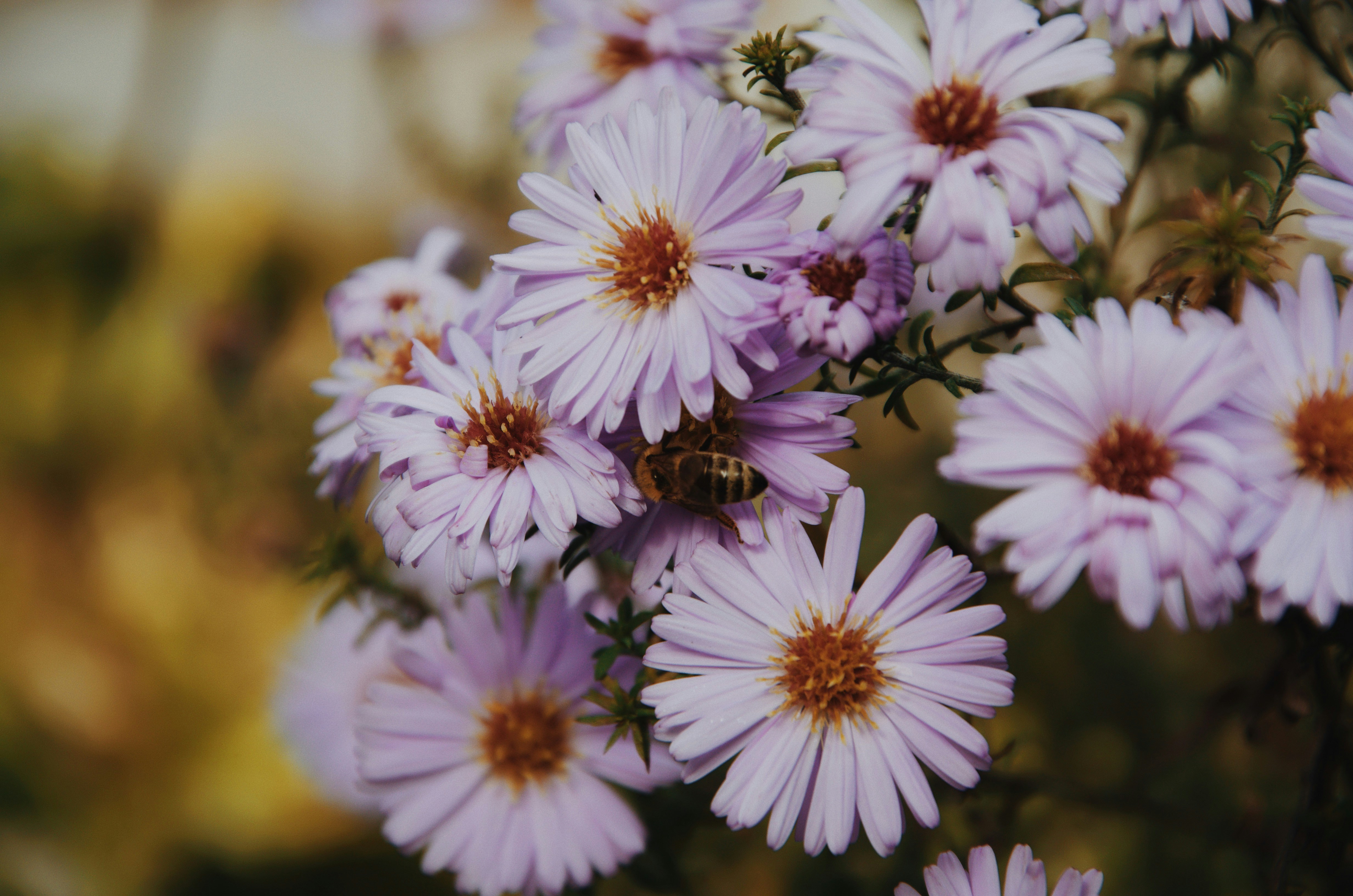 Chrysanthemums Pictures | Download Free Images on Unsplash