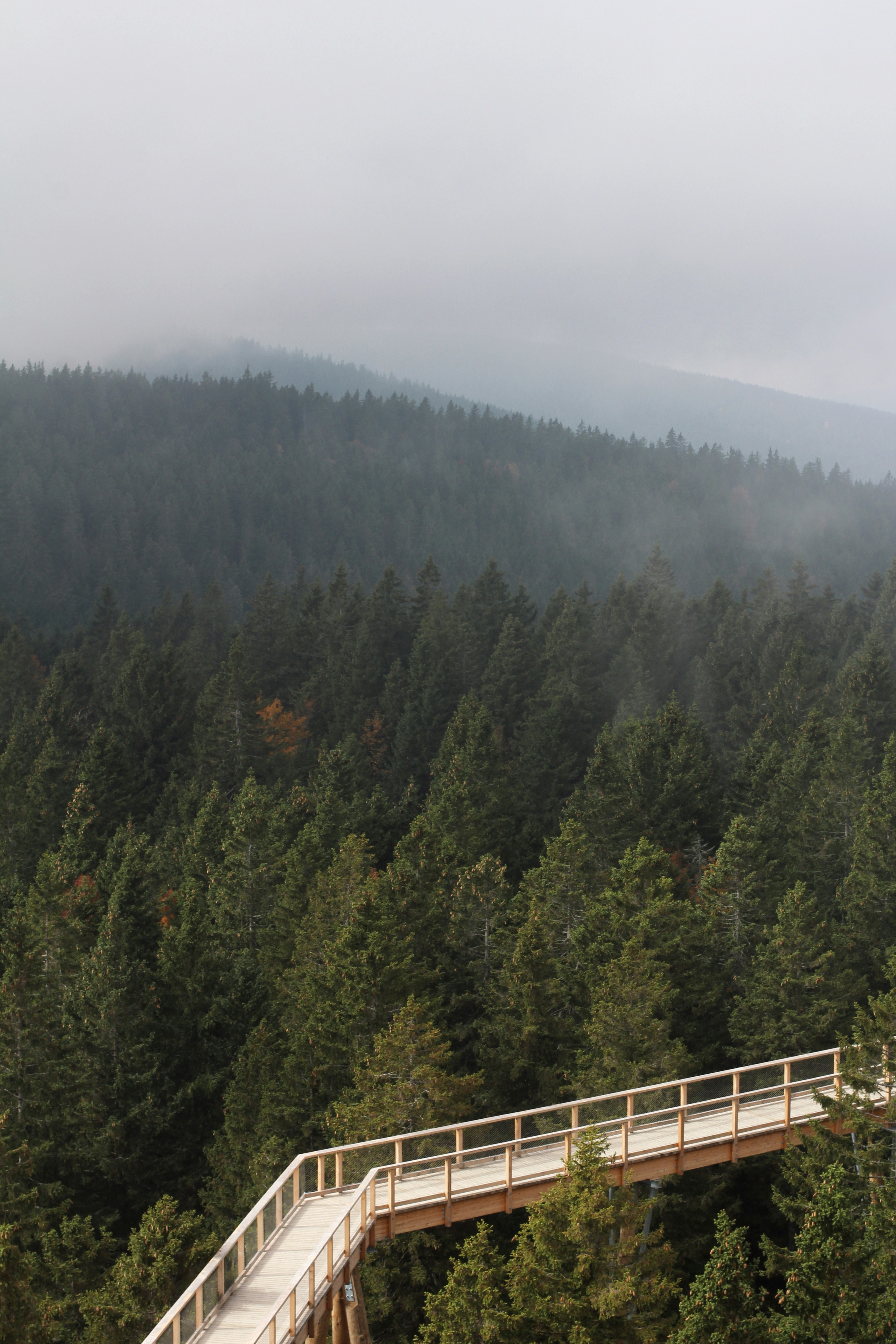 A wooden bridge over a forest filled with trees photo – Free Grey Image ...