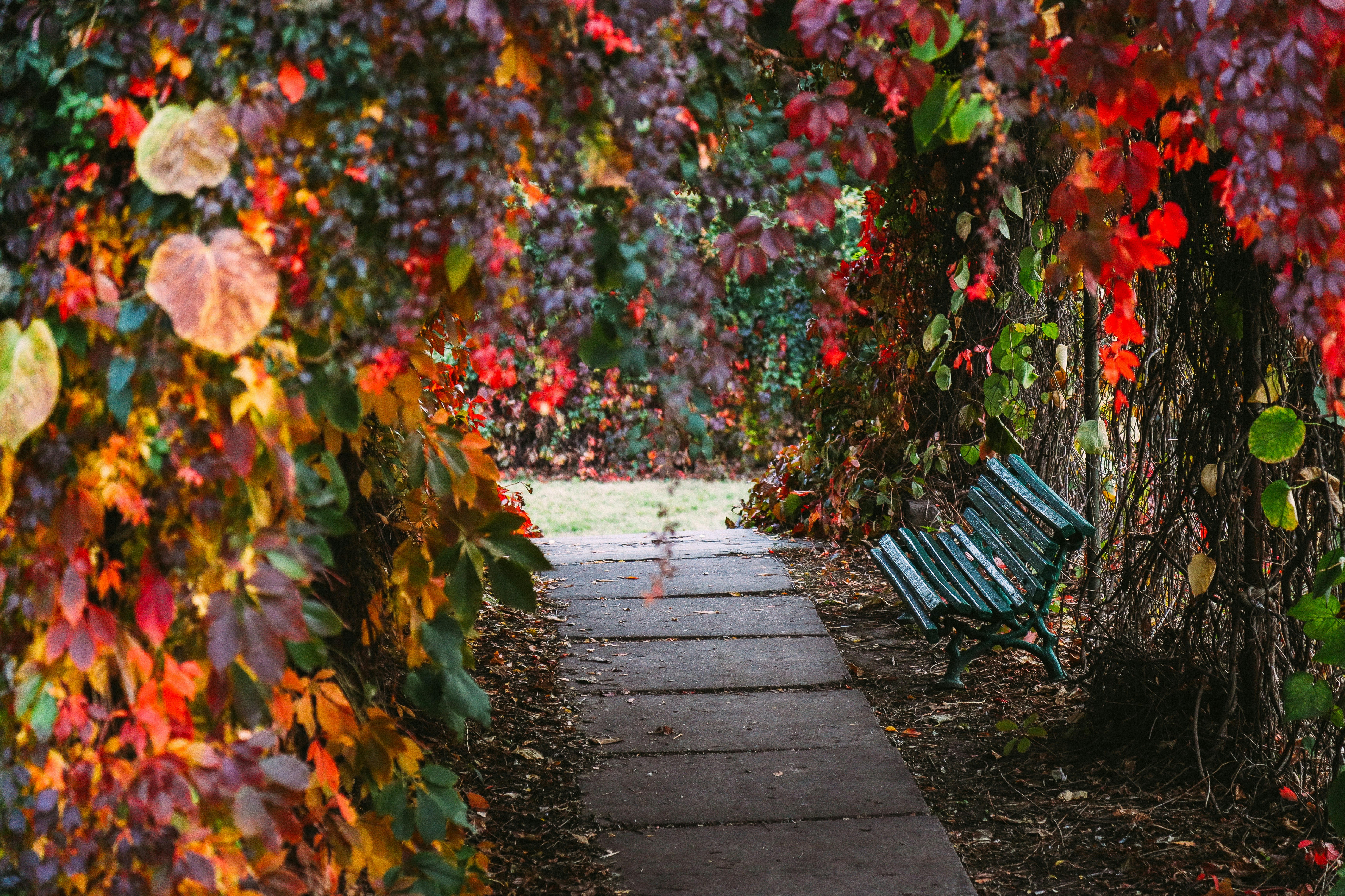 Vine-arched Promenade: A Quiet Autumn Sojourn