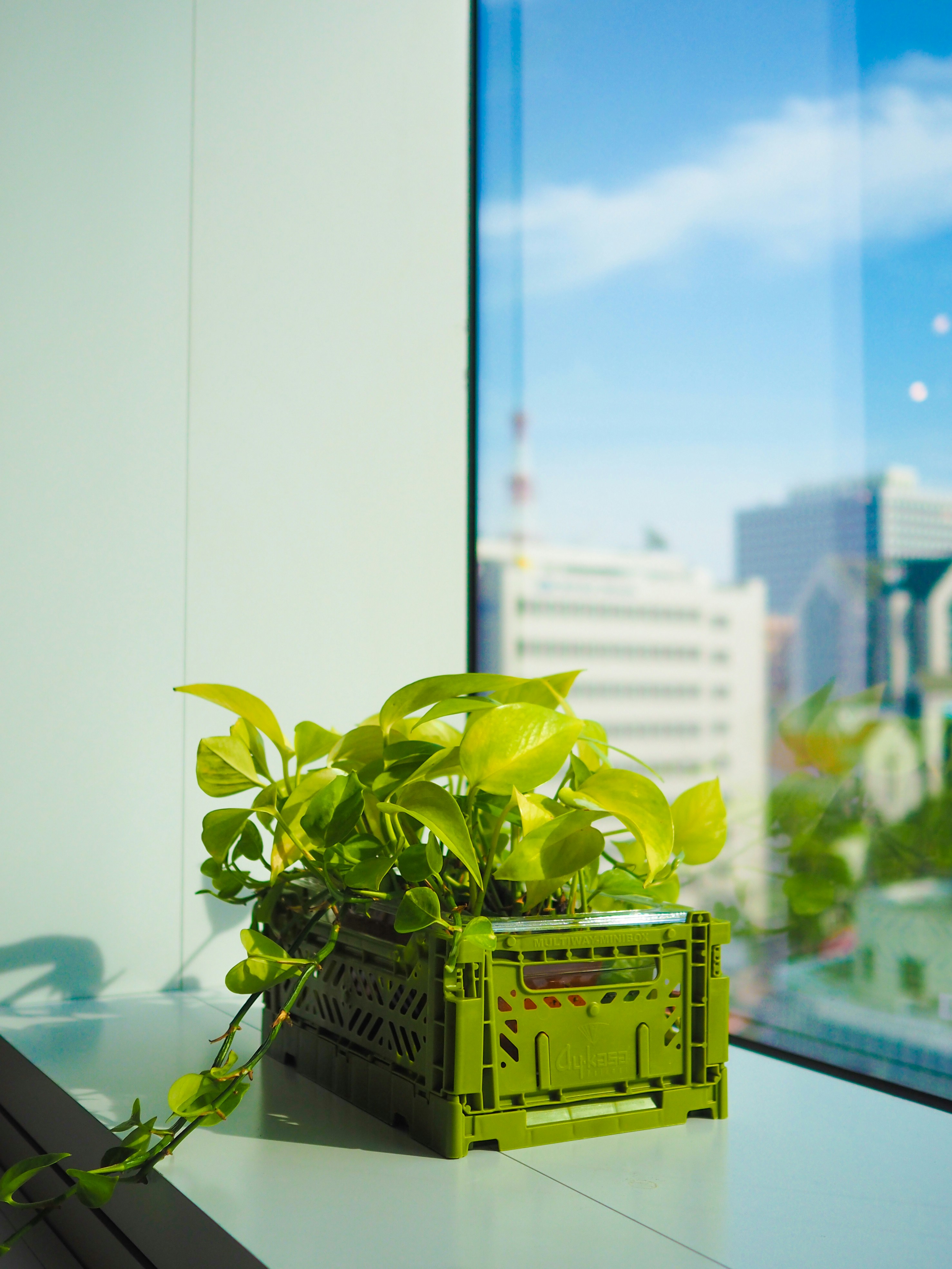 Green Crate of Tender Vines by a City Window