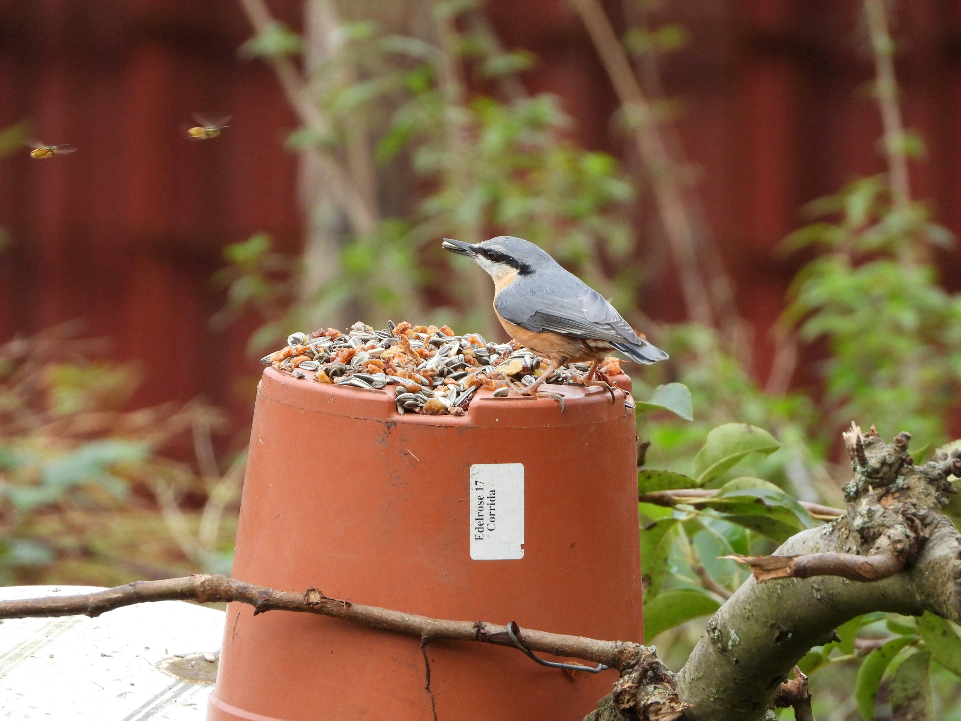Blue-gray Kingfisher perching on a terracotta bird feeder
