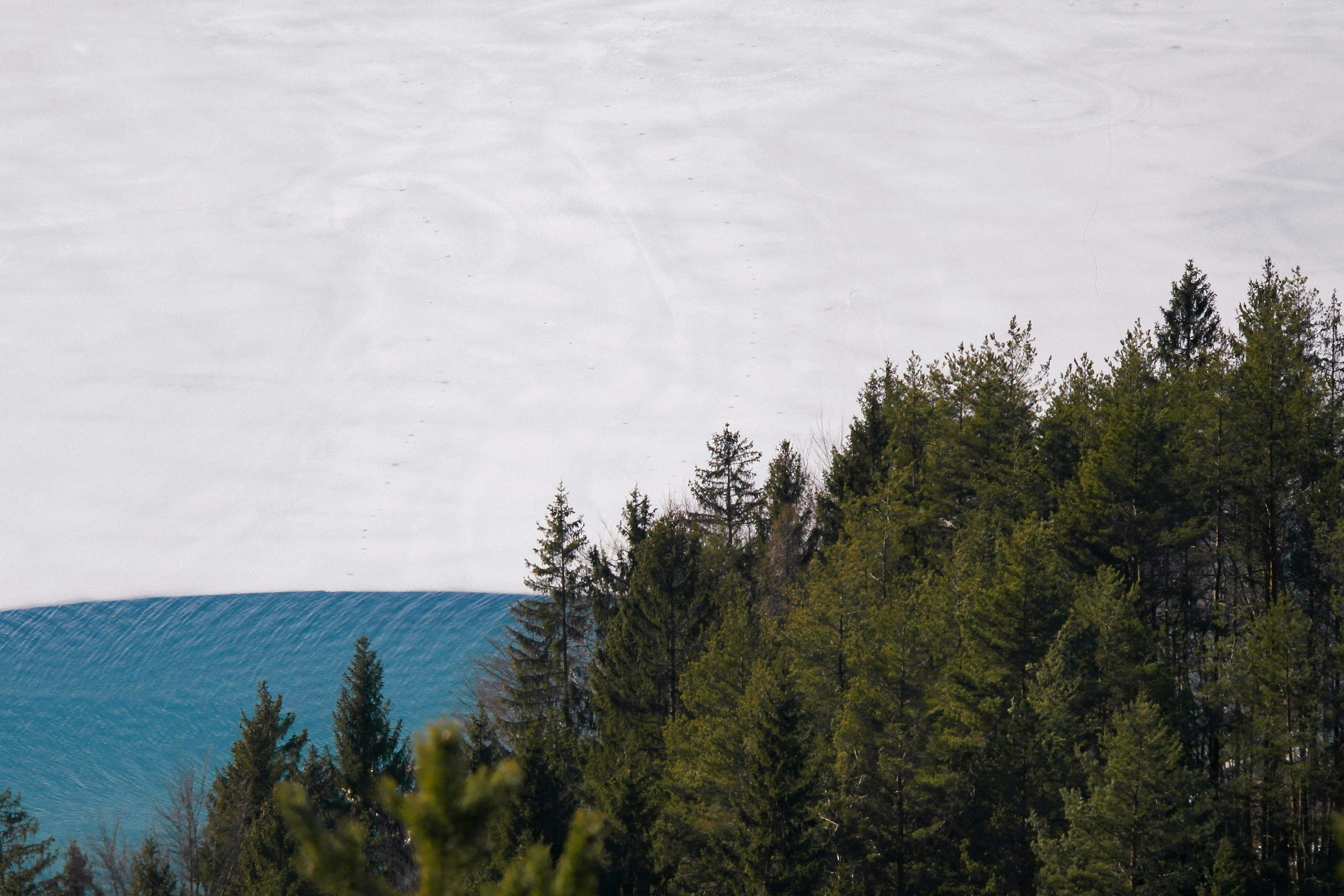Pine Crown at the Blue Ridge: Conifers Against a Cerulean Crest