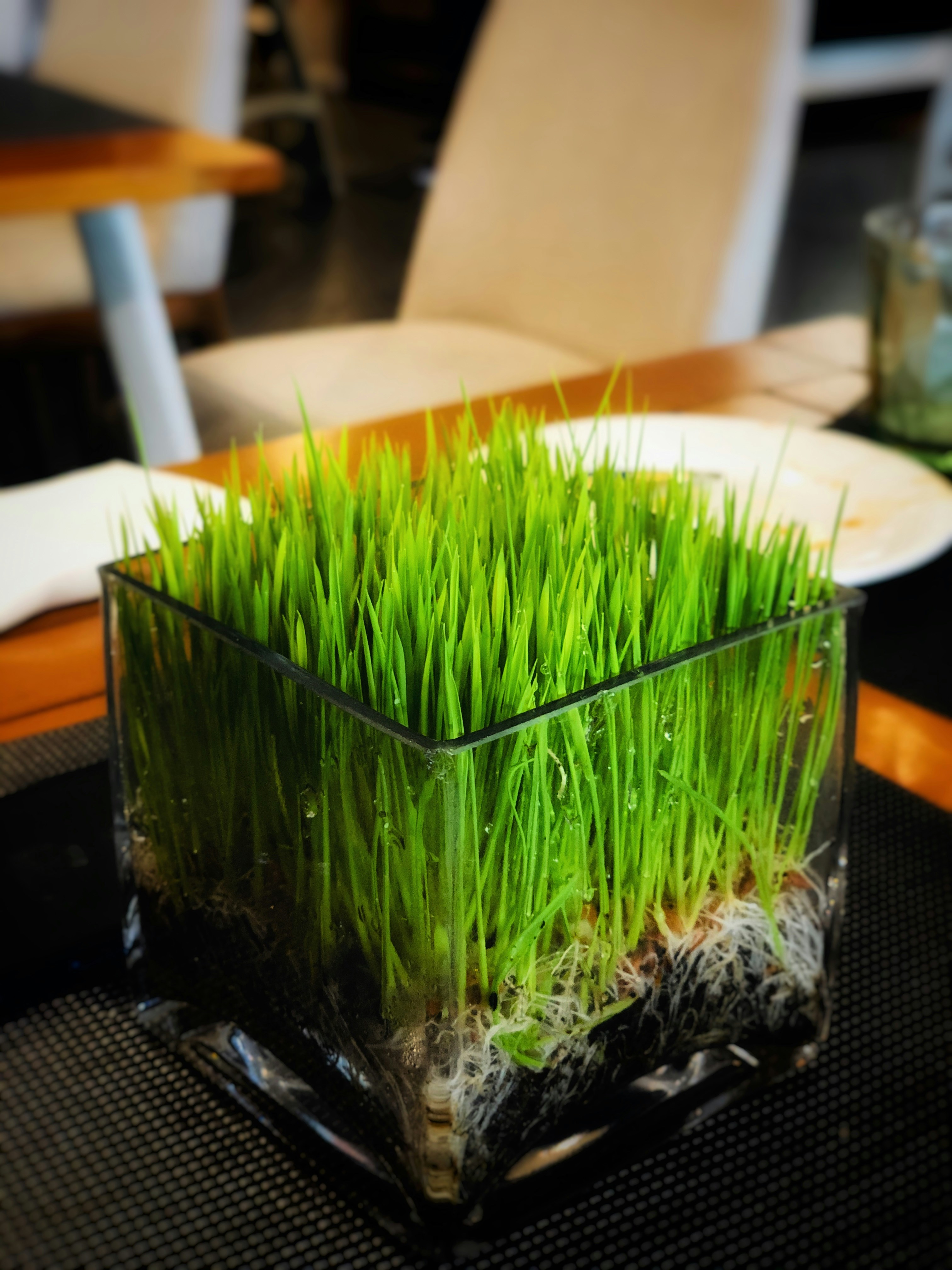 Verdant Cube: Microgreens in a Glass Terrace