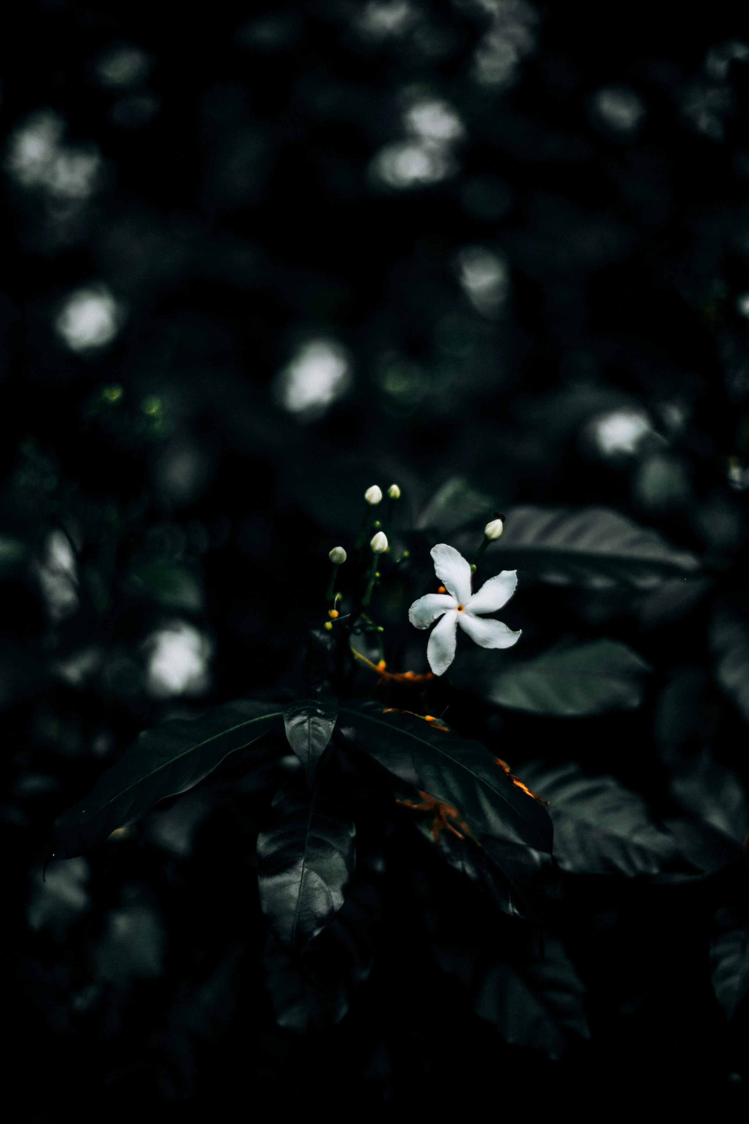 A solitary white flower stands out against a dark, leafy backdrop, surrounded by budding blooms. The contrast highlights the delicate beauty of nature.