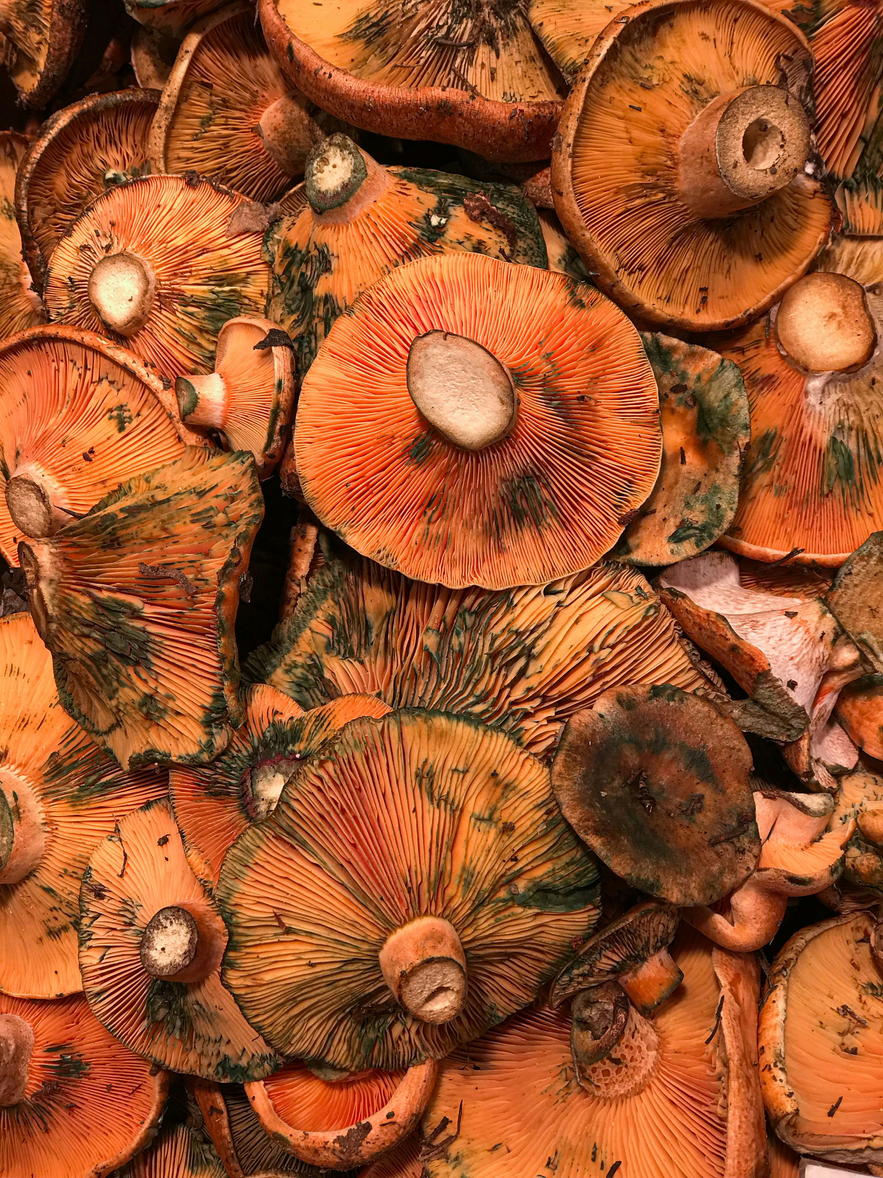 Orange Mushrooms in Dense Cluster of Cap and Gills