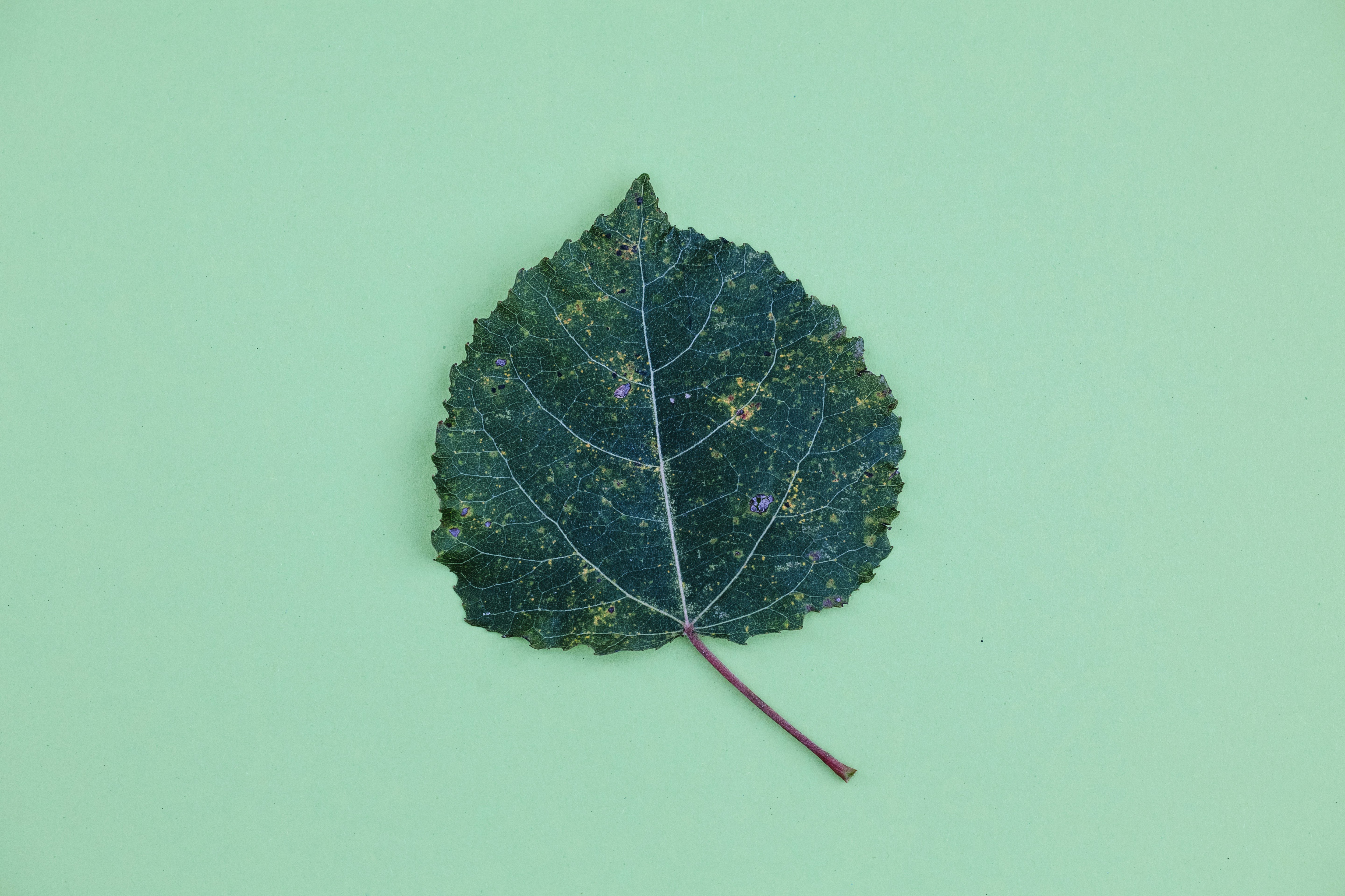 A detailed green leaf rests on a soft green background, showcasing its unique texture and patterns. The leaf's veins and imperfections tell a story of growth and change.