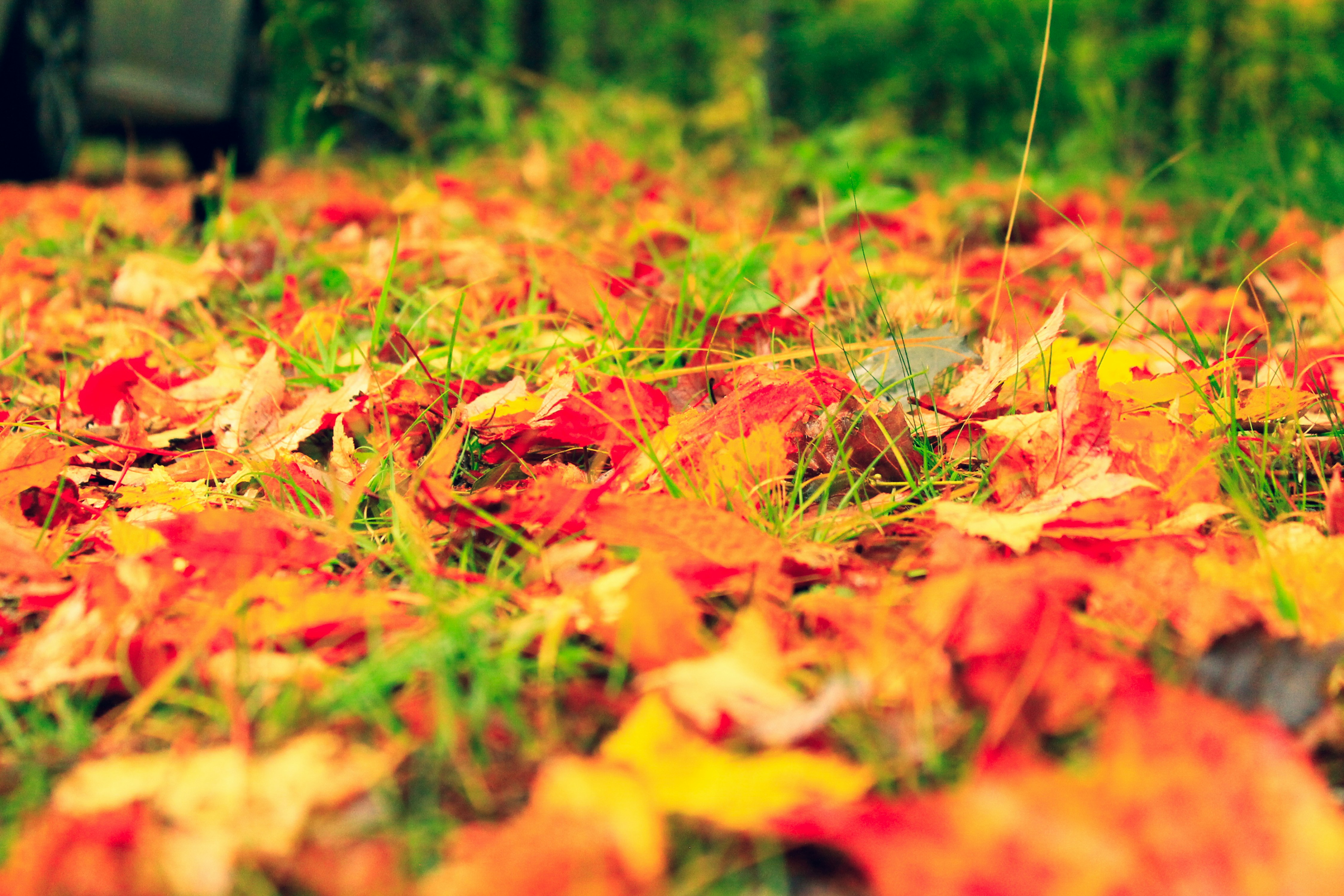 Fall leaves - Acadia national park