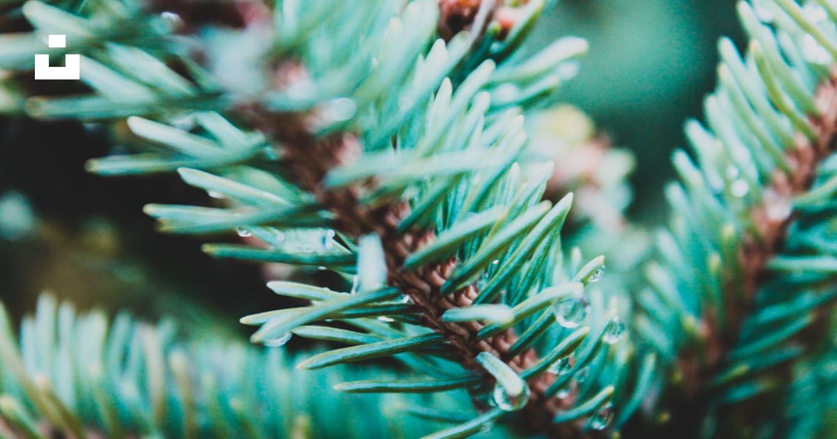 Foto Planta De Hojas Verdes Imagen Planta Gratis En Unsplash