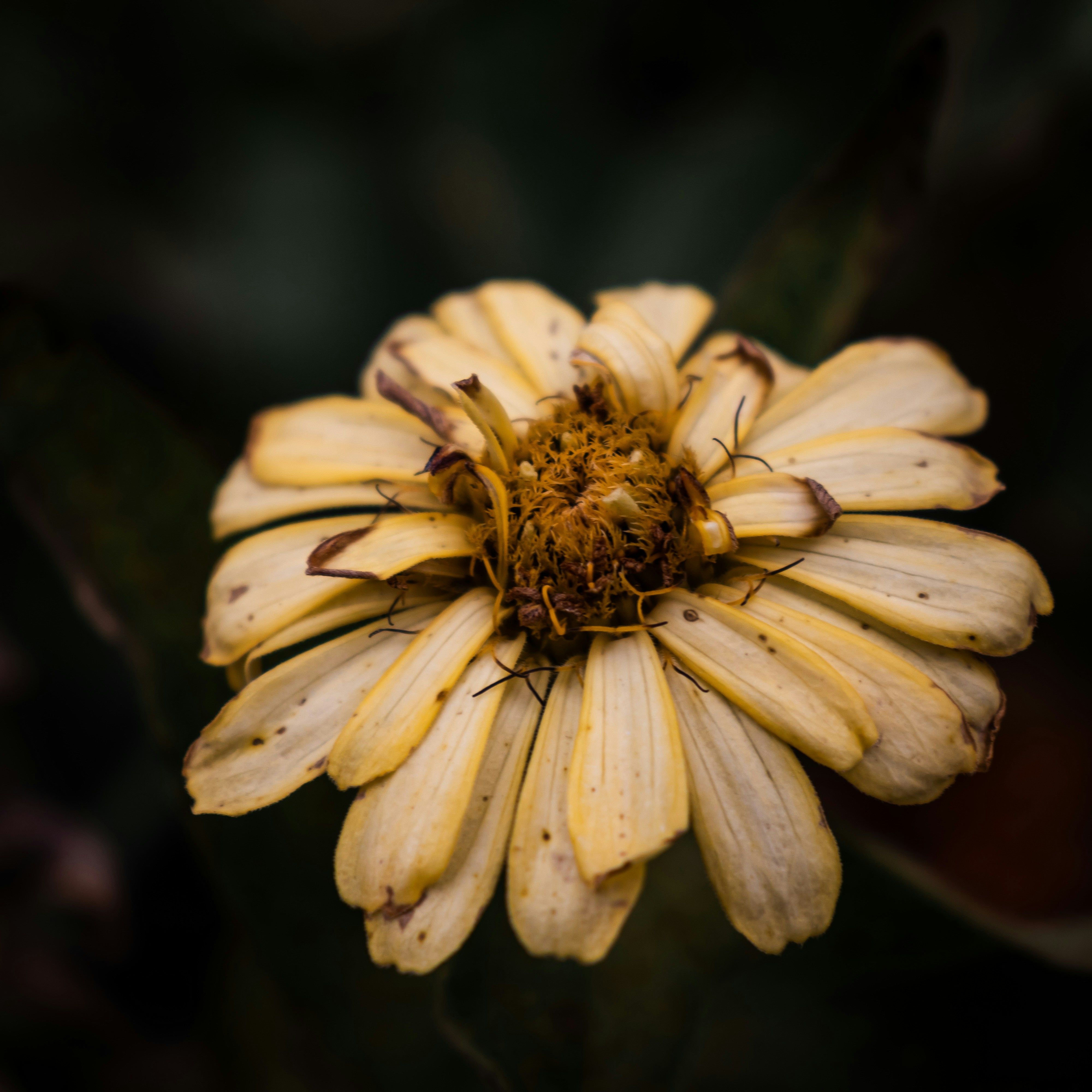 Selective focus photography of white-yellow petaled flower photo – Free ...