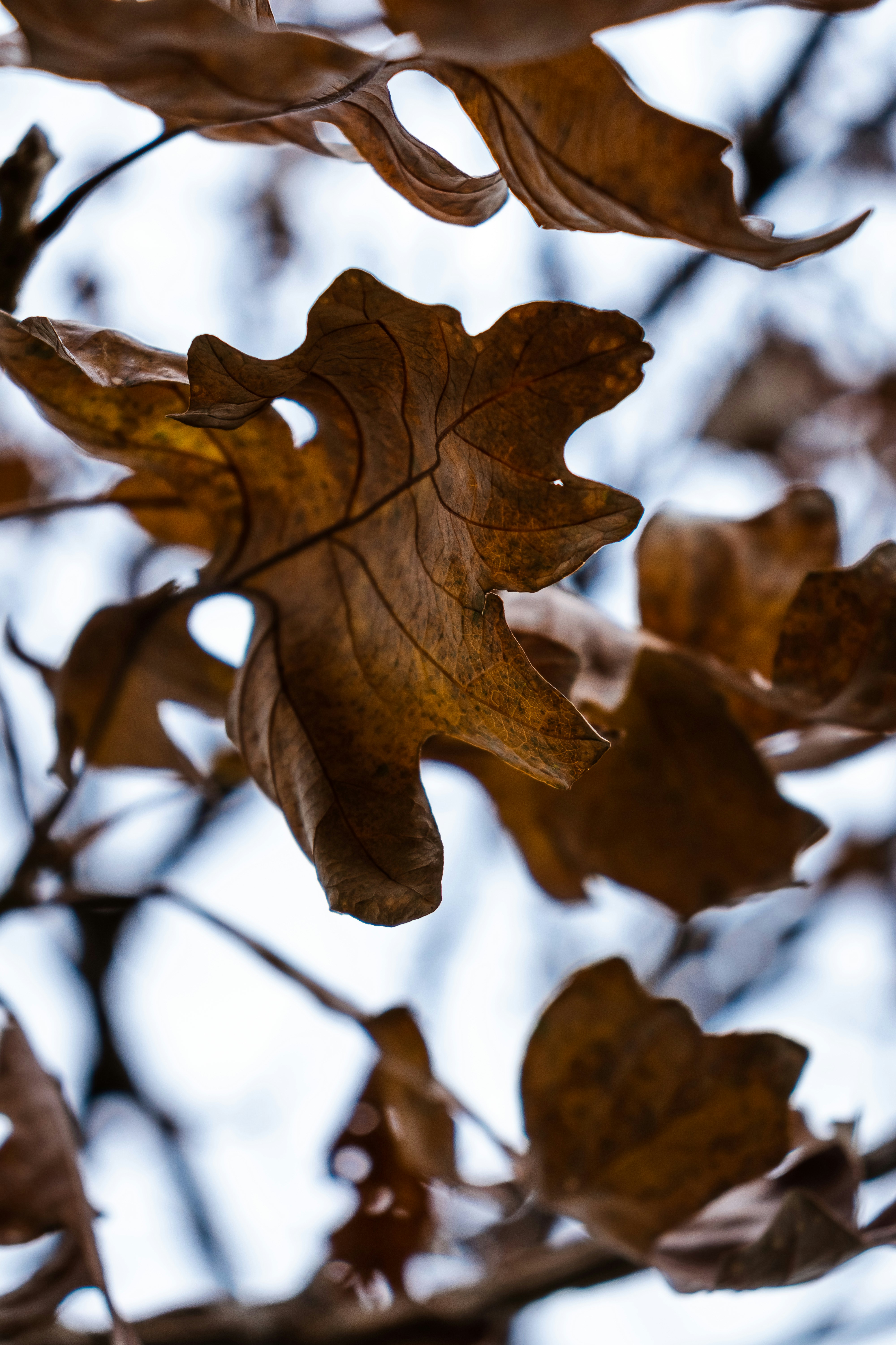 Brown Leaf Pictures | Download Free Images on Unsplash
