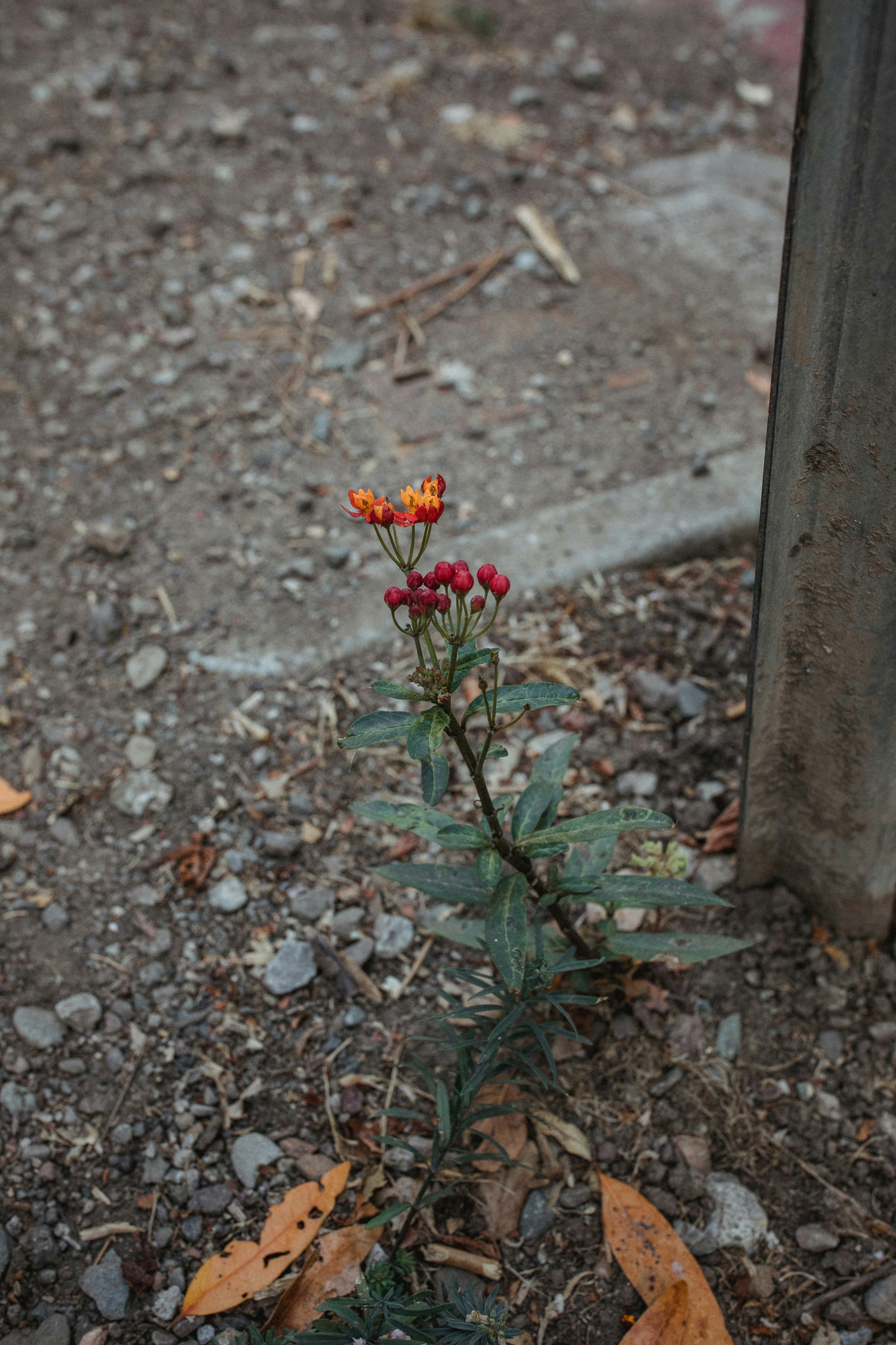 Crimson Bloom Rising from Gravel by a Weathered Post