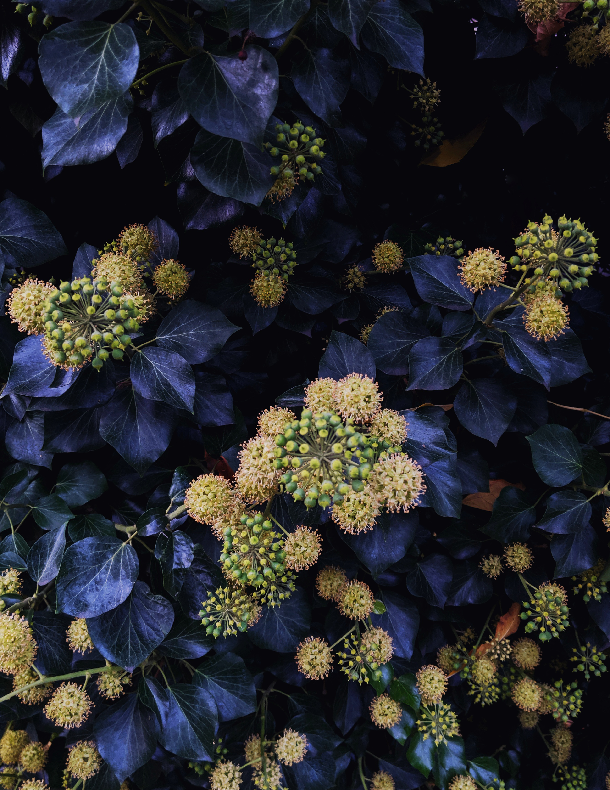 Midnight Hydrangea: Pale Clusters Amidst Deep-Green Shadows