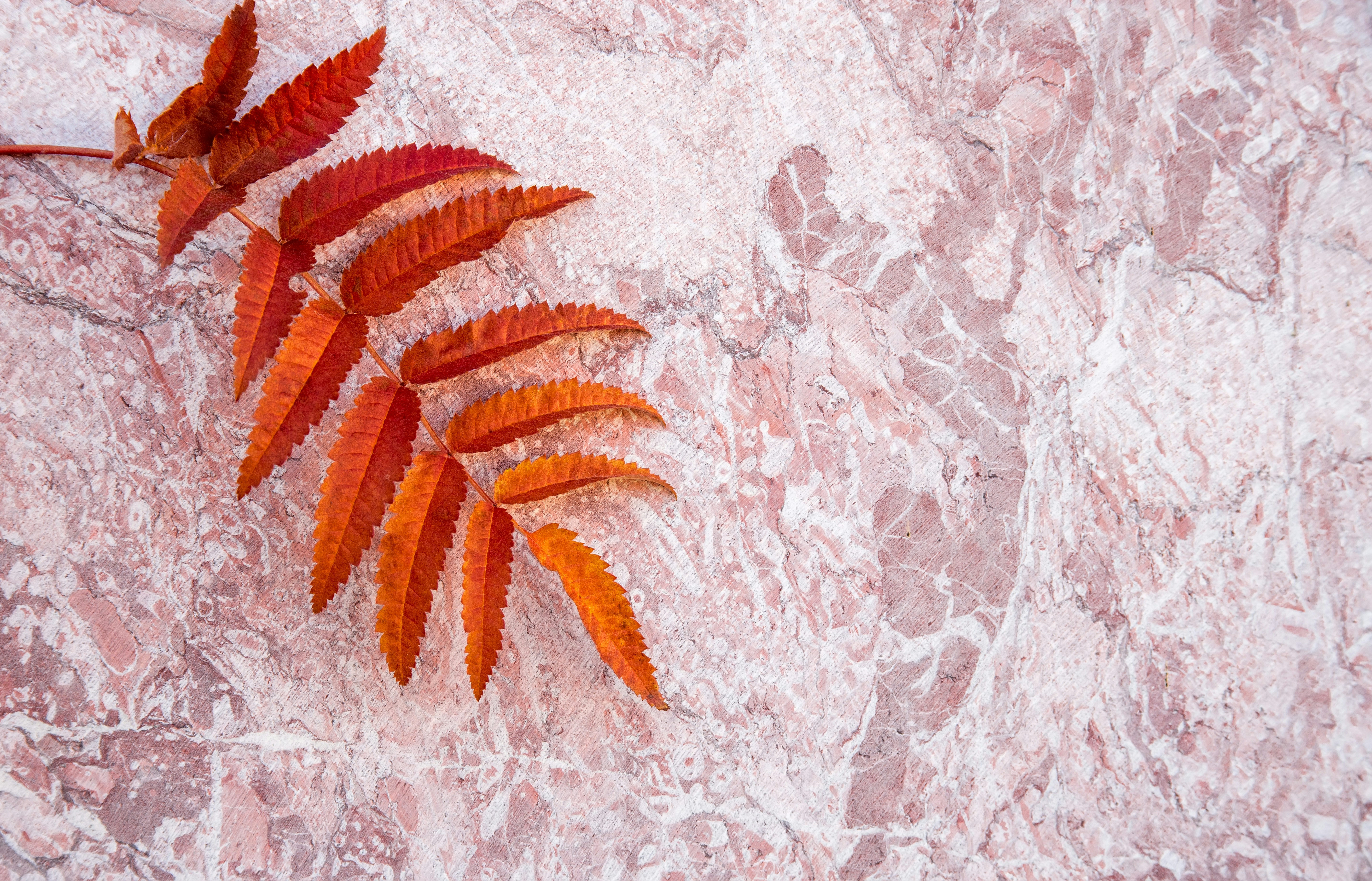 Autumn Frond on Rosy Marble