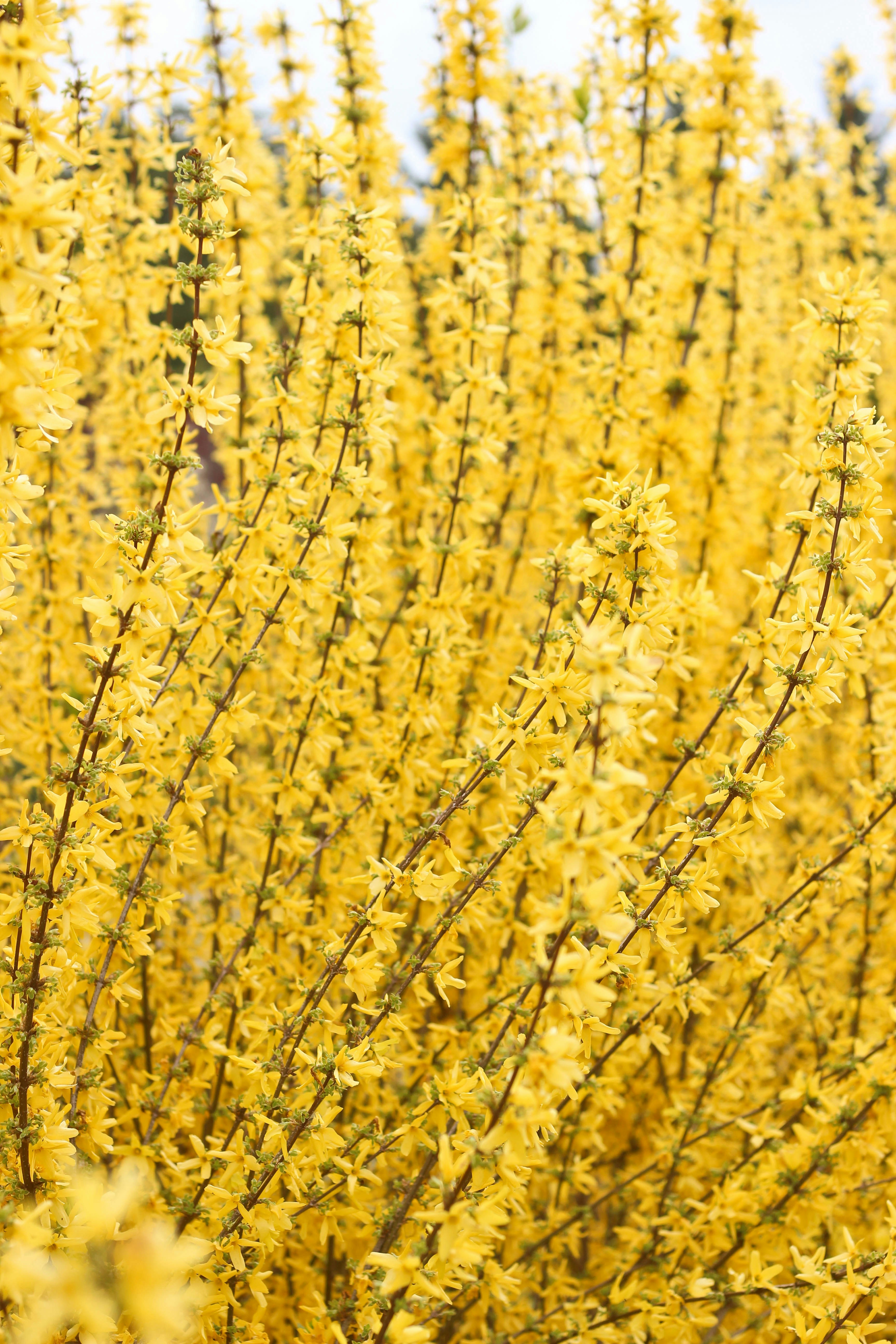 Vibrant yellow forsythia branches create a lively backdrop, showcasing the beauty of spring's arrival.