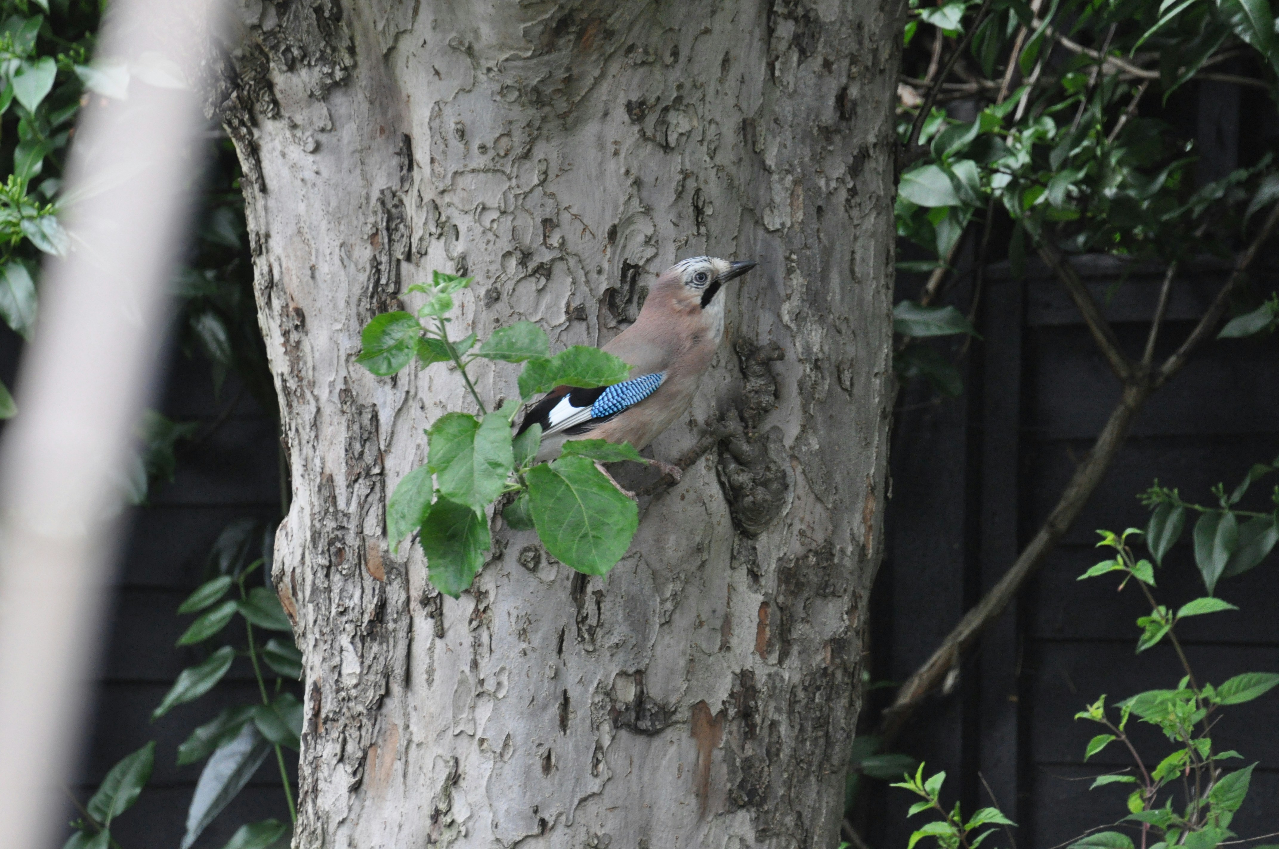 Woodpecker Adrift on a Cedar Trunk