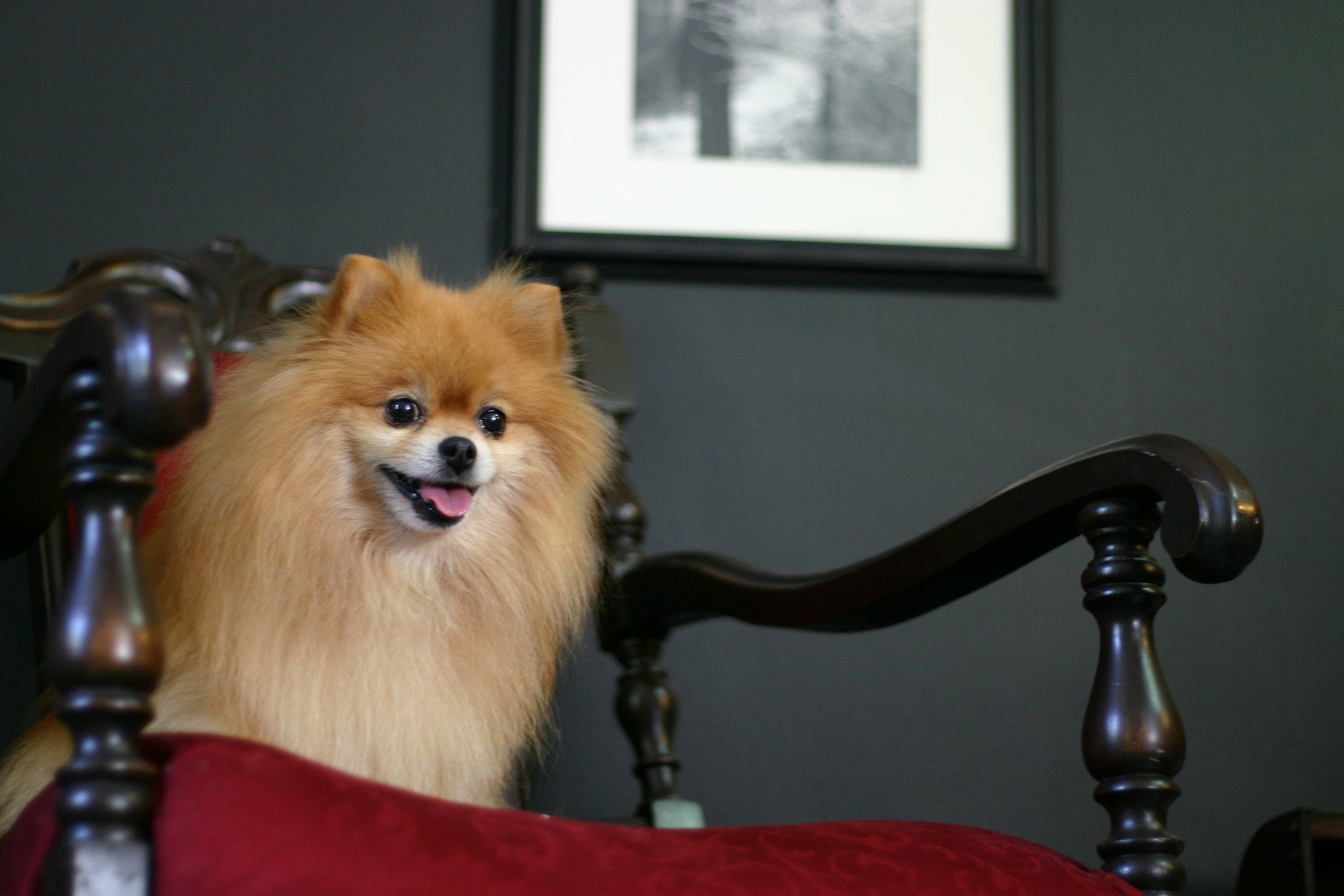 Fluffy Pomeranian seated on an ornate wooden armchair with a red cushion against a dark wall.