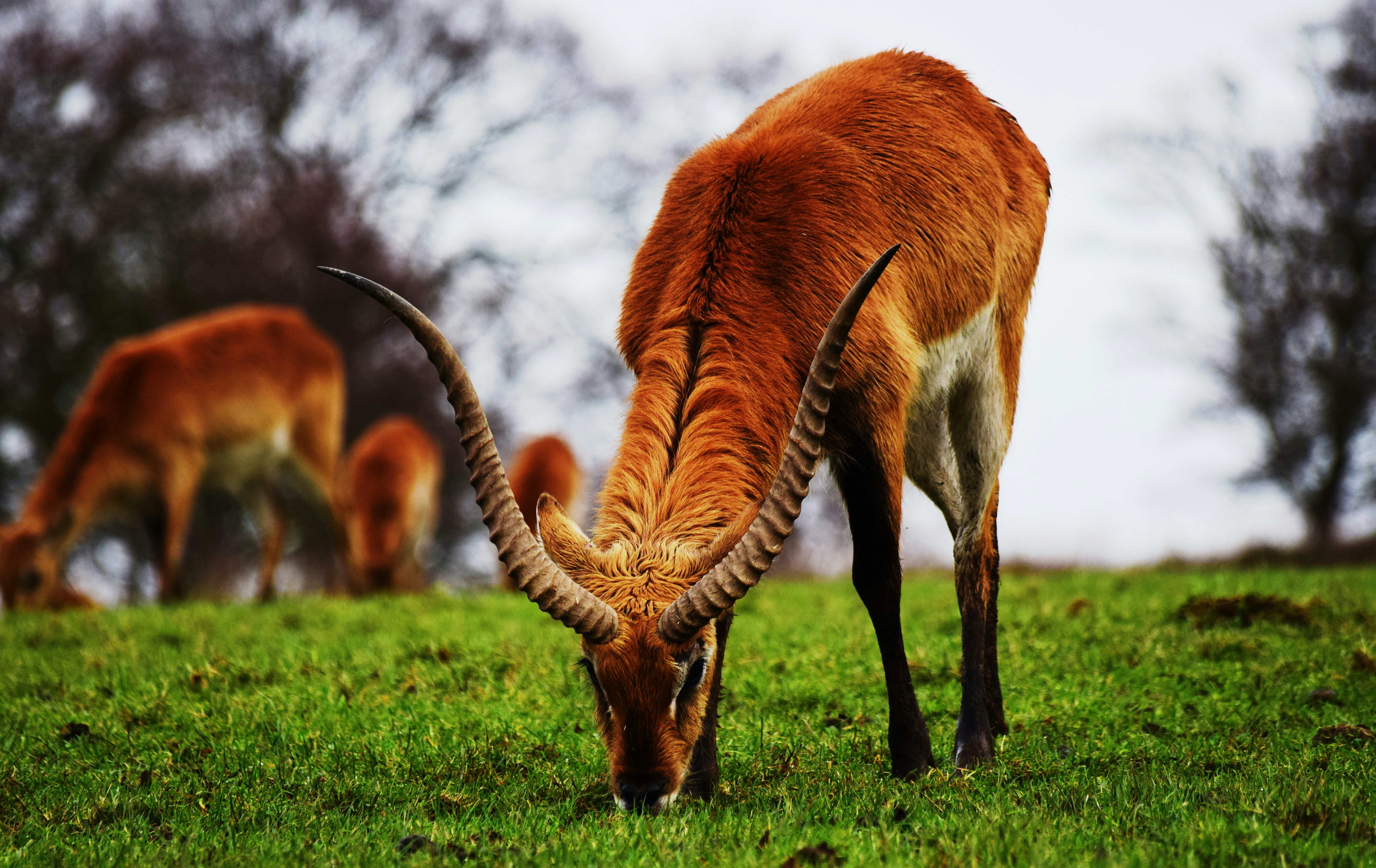 Antelope grazing on lush green grass, showcasing their impressive horns and vibrant fur against a soft, blurred background.