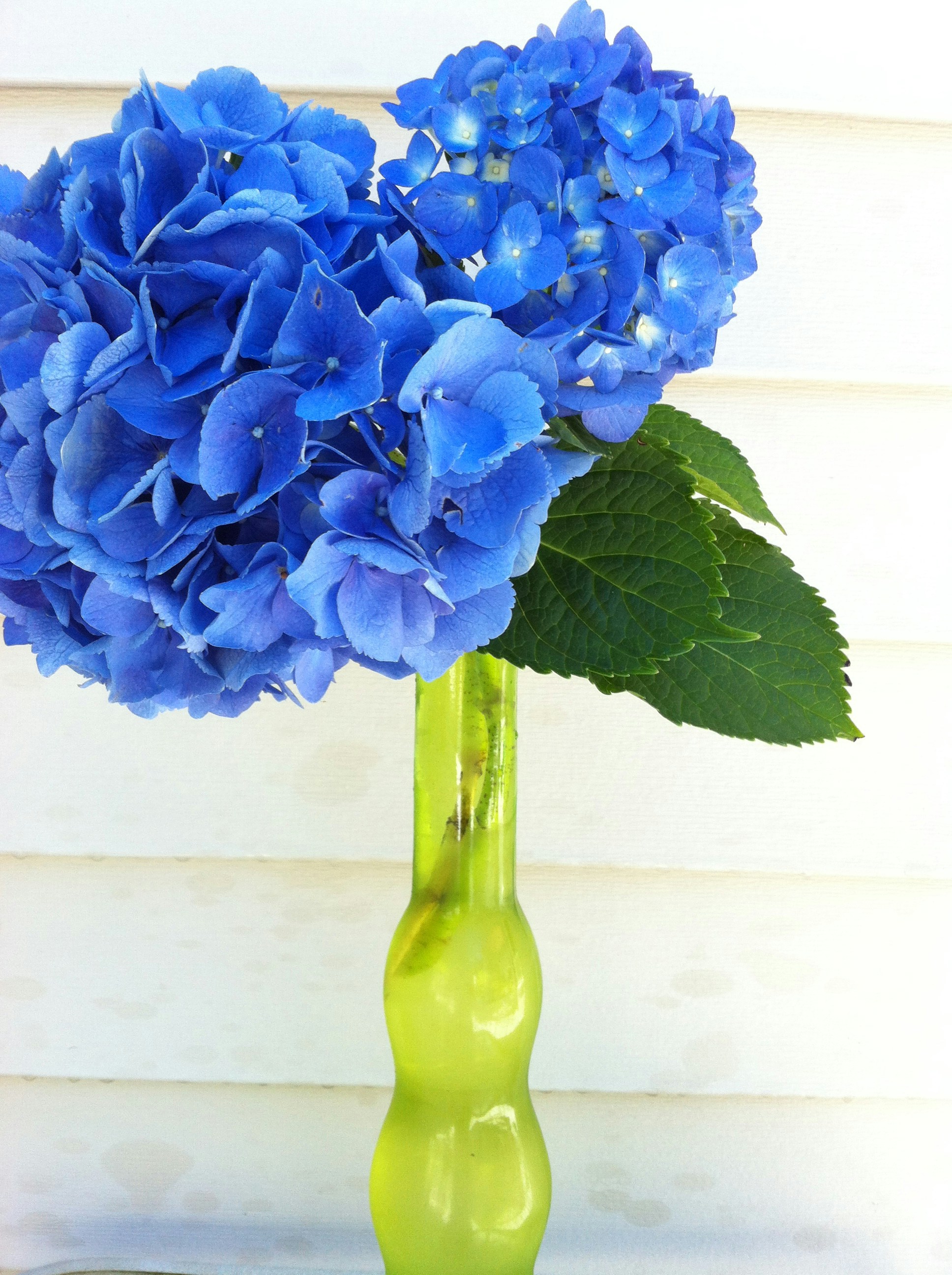 Azure Hydrangea Still Life in a Lime Vase