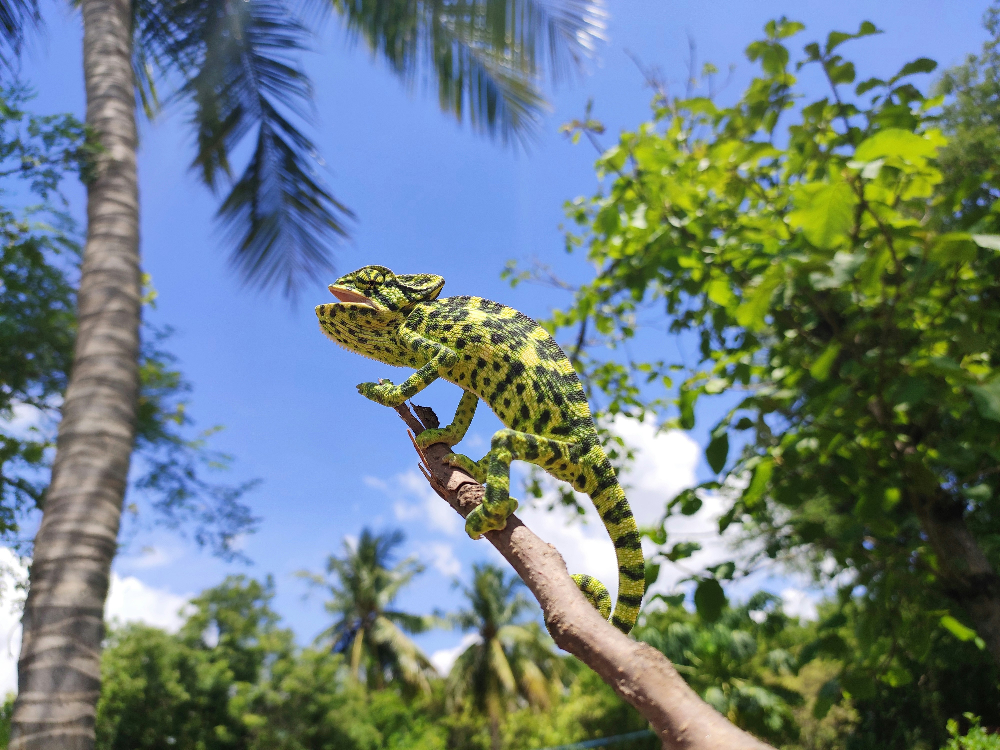 A vibrant chameleon perched on a branch, surrounded by lush greenery and a bright blue sky.