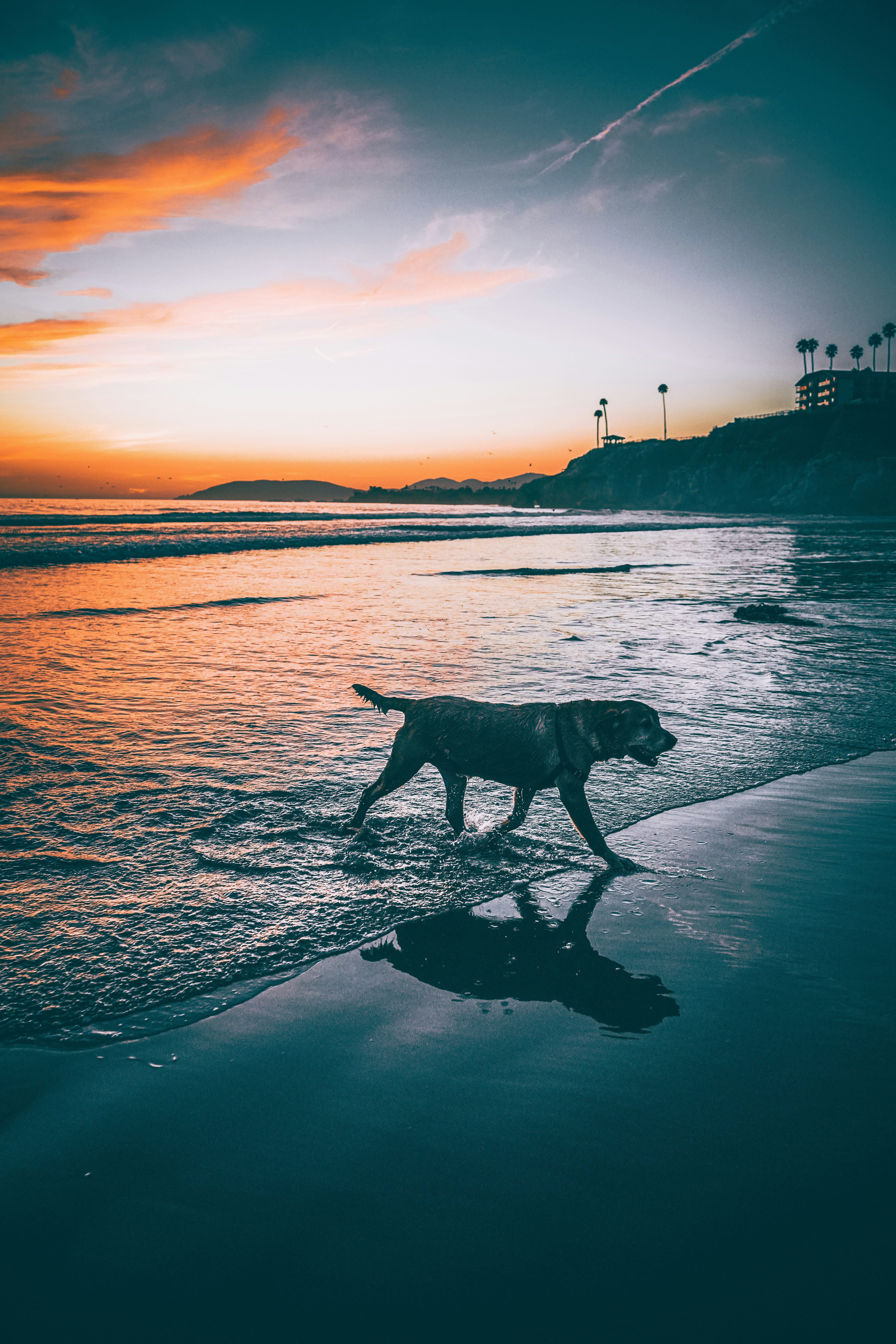 black and white short-coated dog
