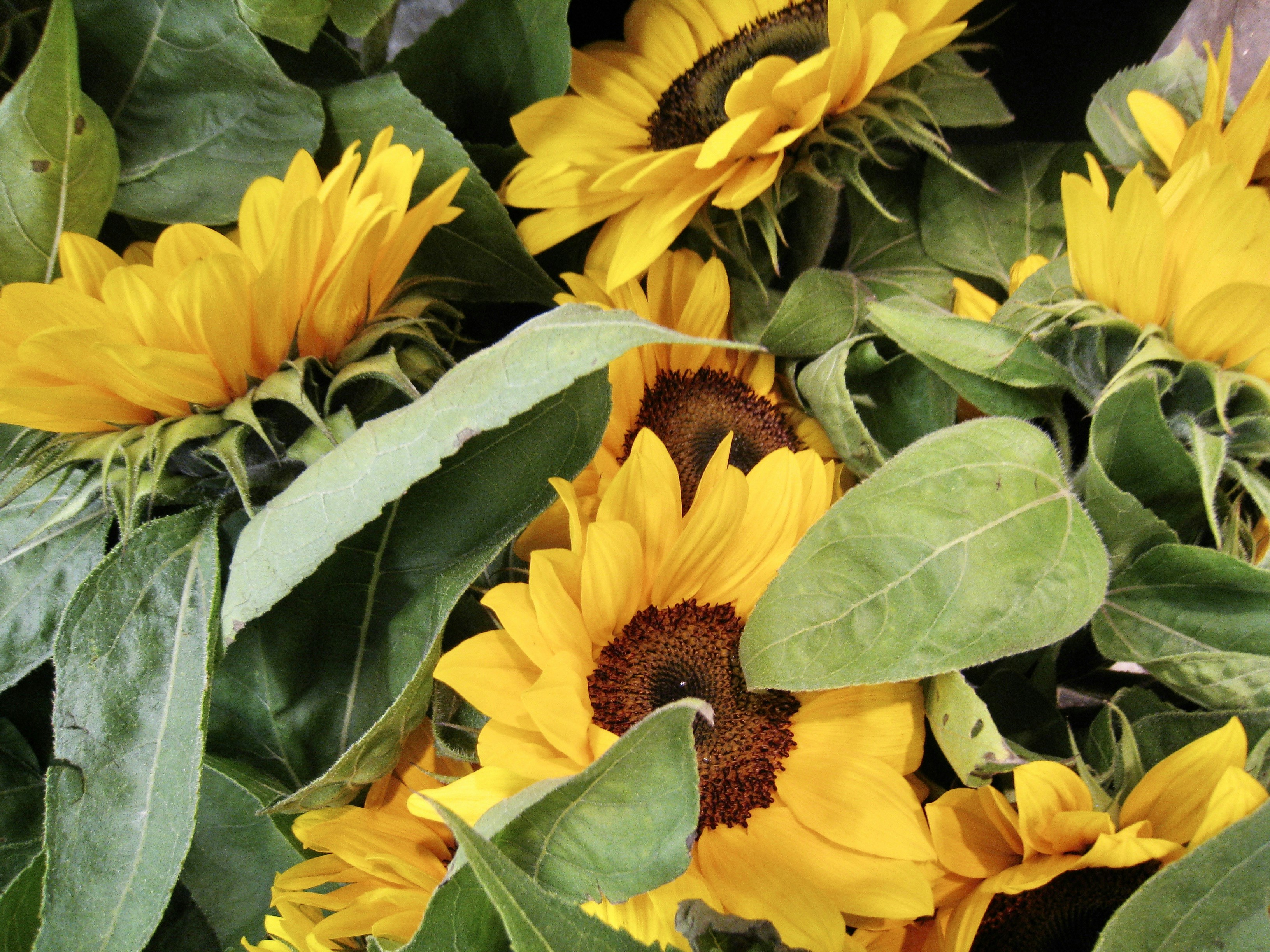 Sunflower Mosaic: A Close-Up Study of Golden Heads and Green Foliage